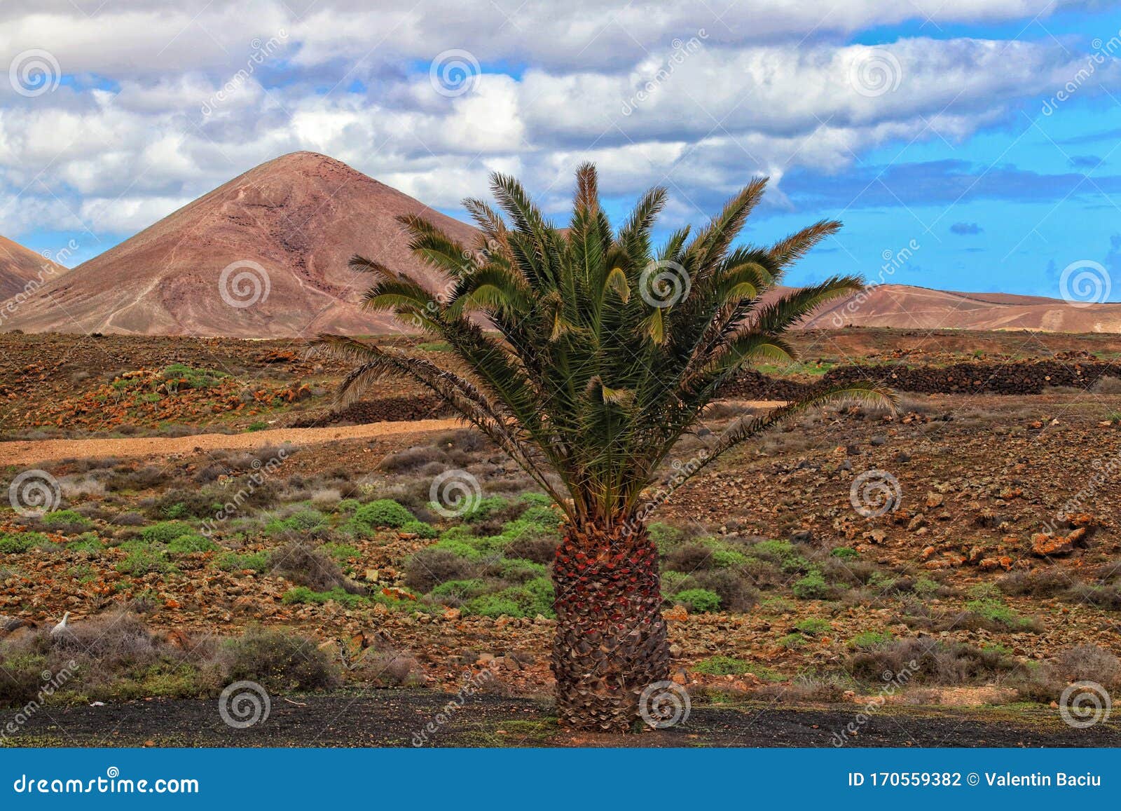 Palm tree and Vulcan stock photo. Image of explore, clouds - 170559382