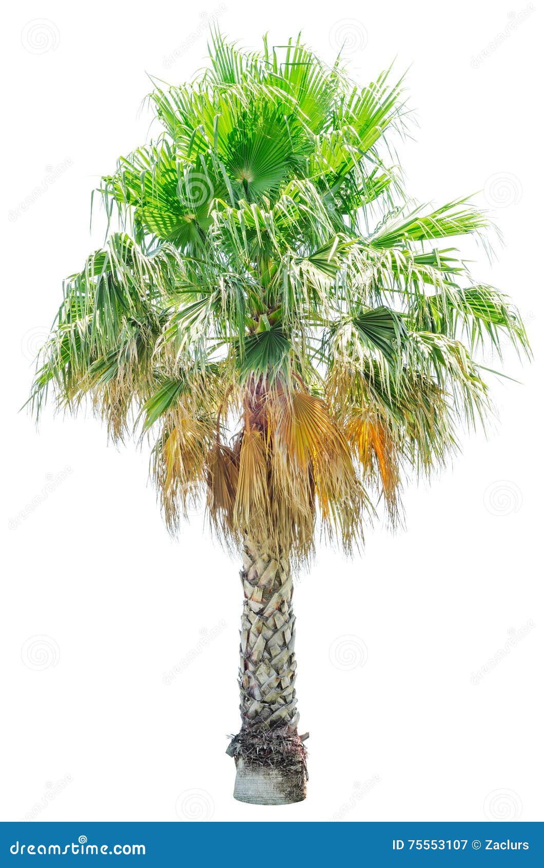 Palm Tree Washingtonia Filifera Isolated Stock Image - Image of white ...