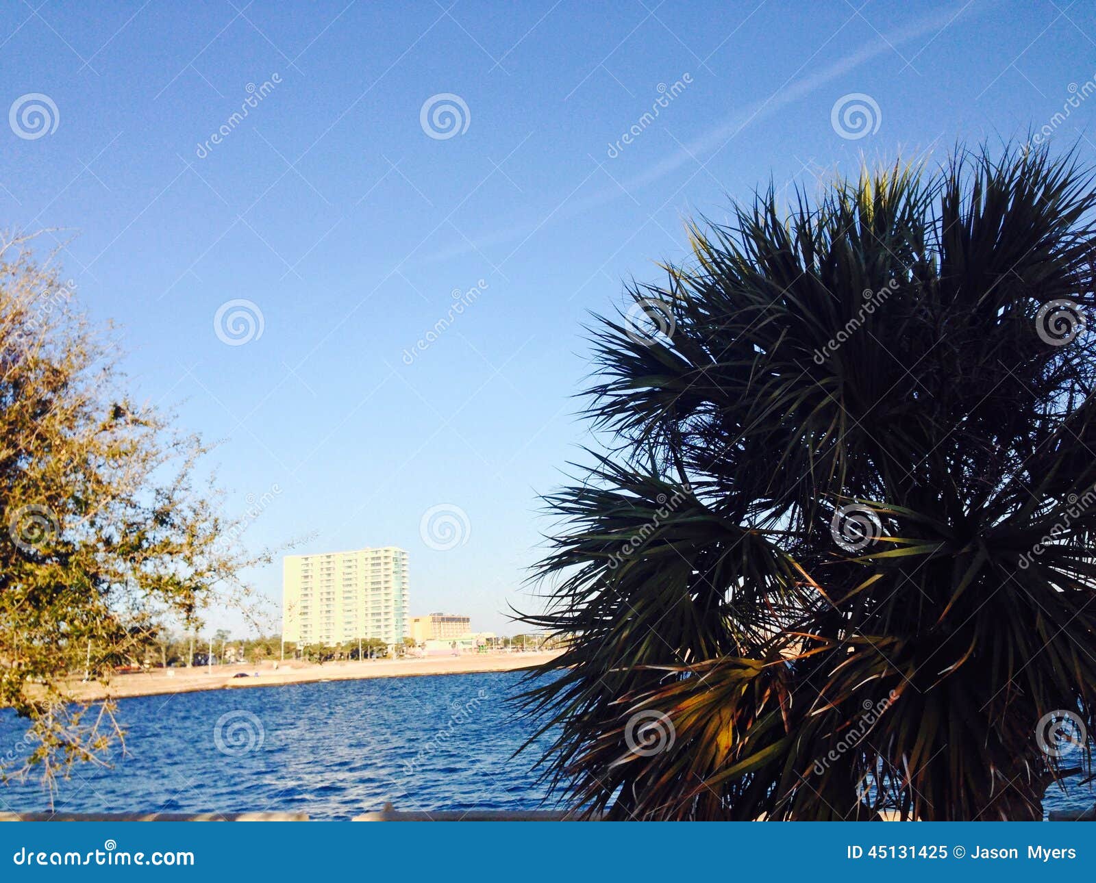 Palm tree water stock image. Image of overlooking, tree - 45131425
