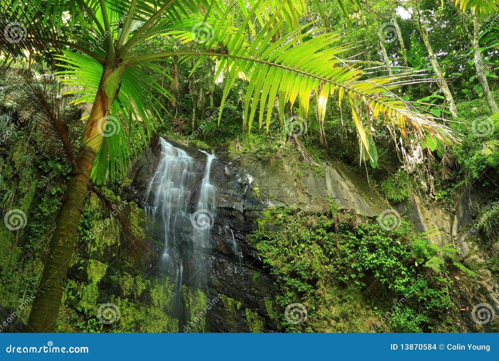 Palm Tree Waterfall stock photo. Image of forest, yunque - 13870584