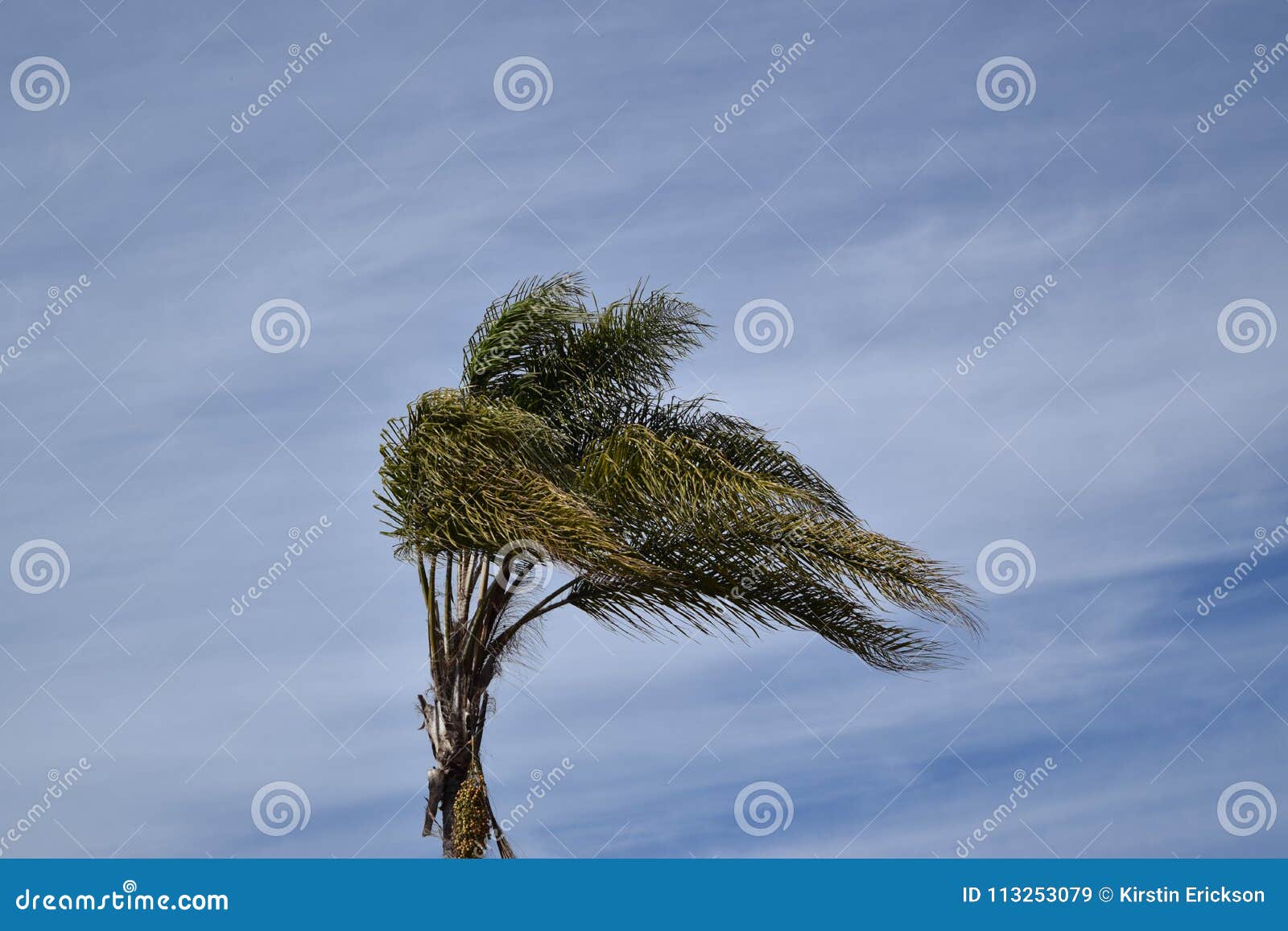 Palm Tree Waving in the Wind Against a Blue Sky Stock Image - Image of ...