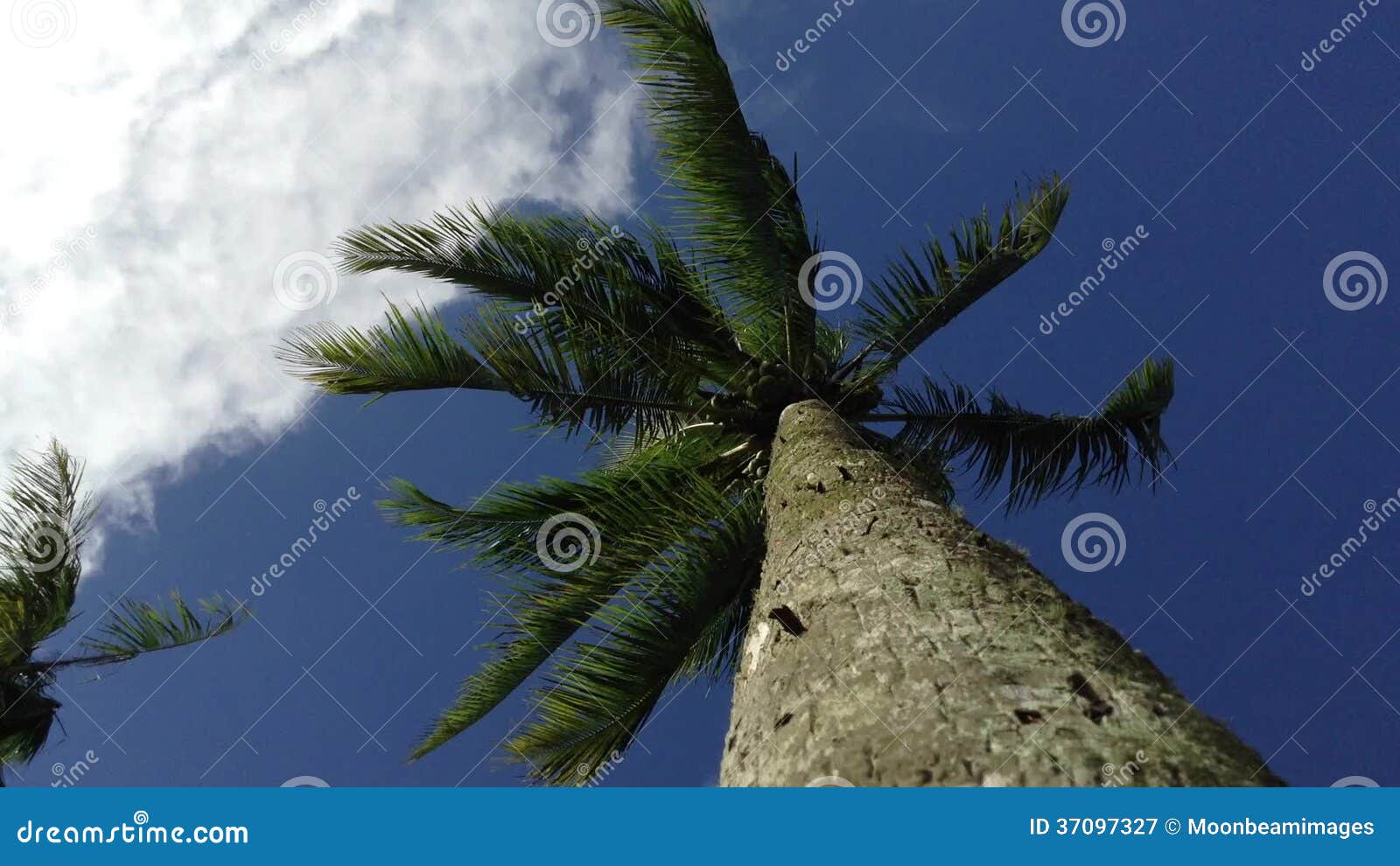 Palm Tree Waving in the Wind Stock Video Footage - Video of wind ...