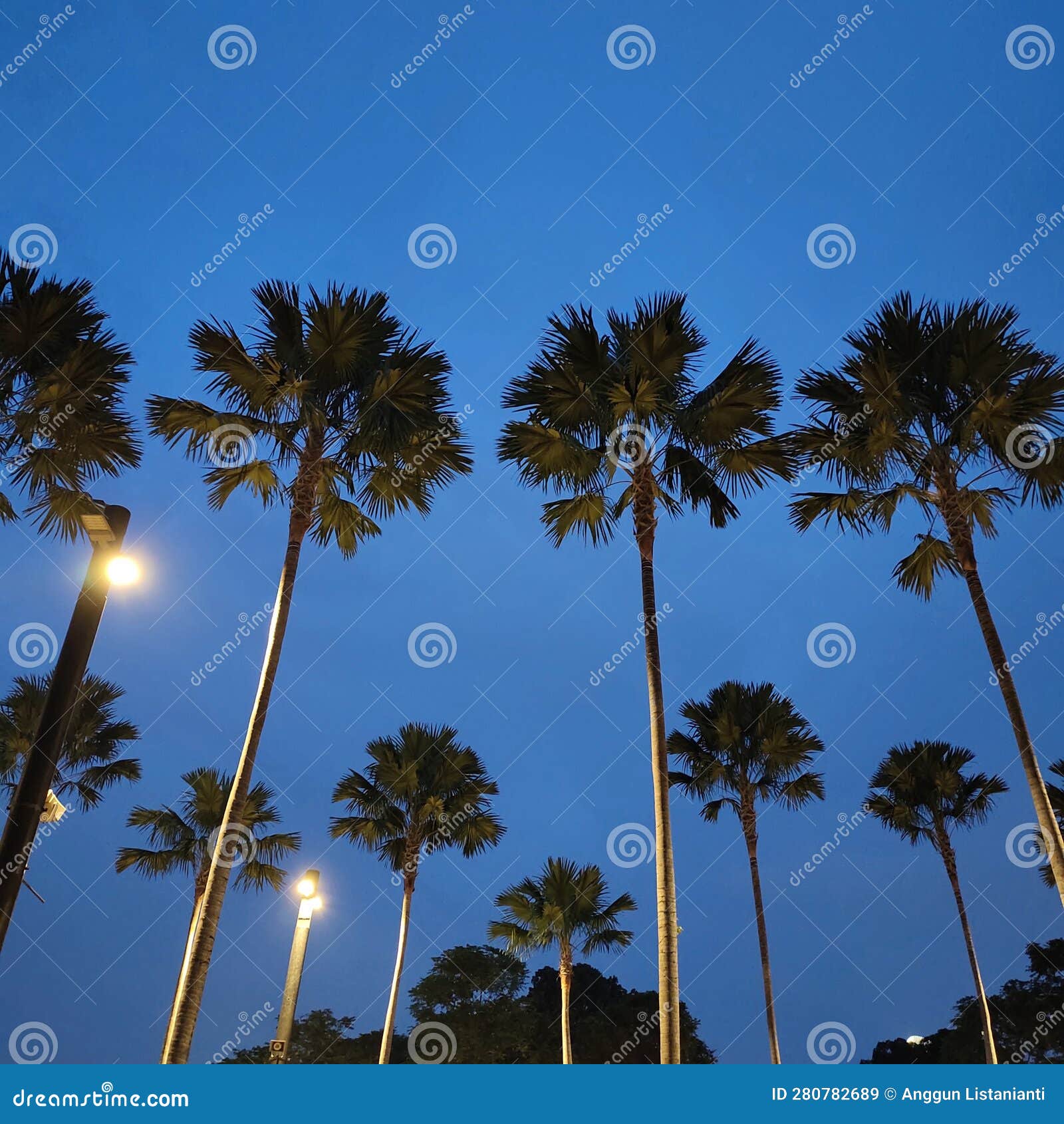The Palm Tree Which is Symbolized As a Symbol of Victory, Which Stands ...