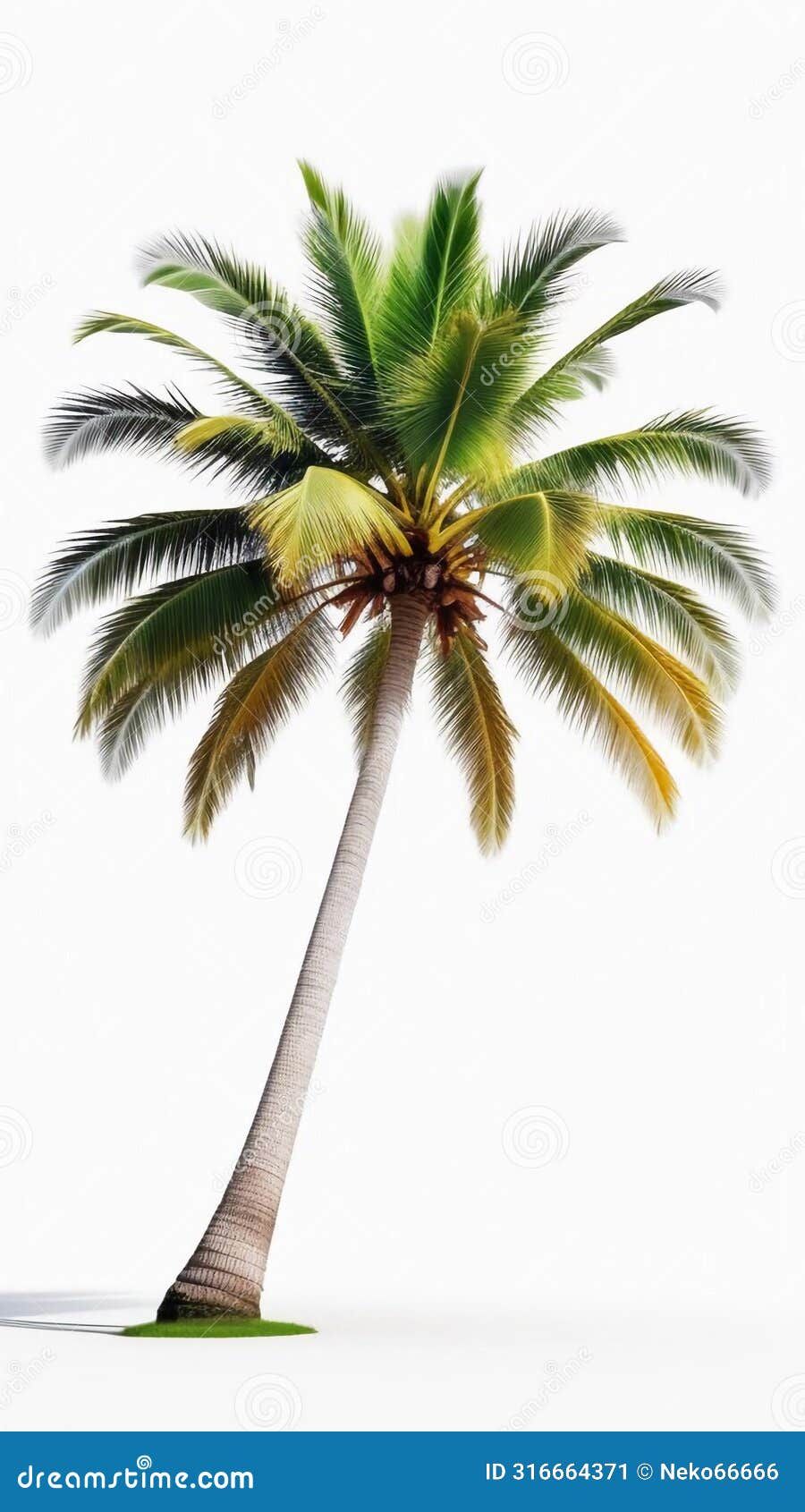Palm Tree on White Background Stock Image - Image of white, beautiful ...