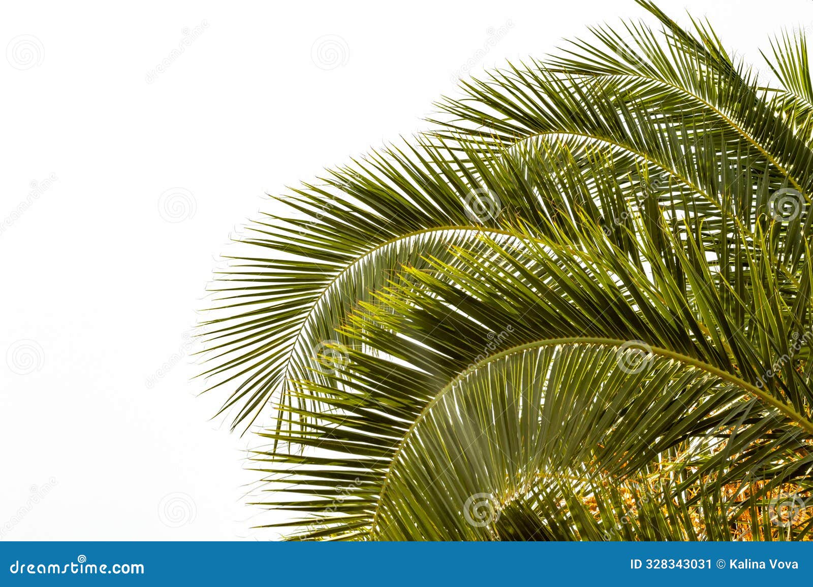 A Palm Tree on a White Background Stock Image - Image of isolated ...
