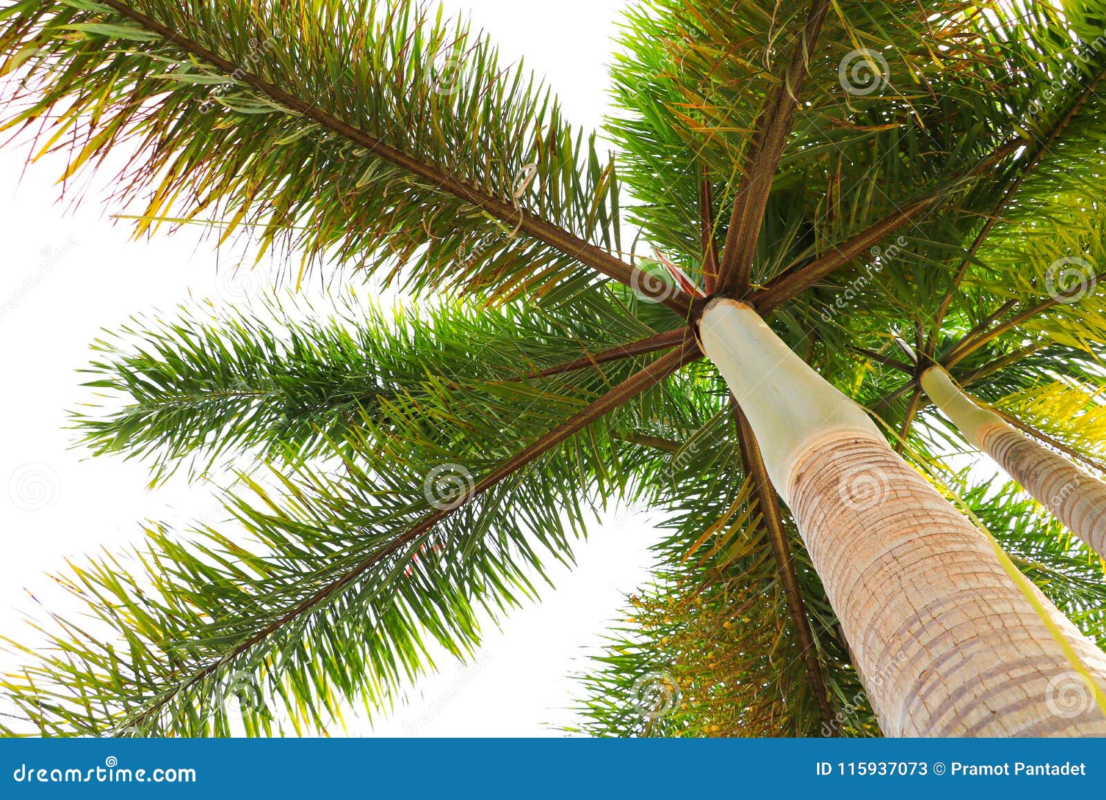 Palm Tree on White Background Bottom View. Stock Image - Image of ...