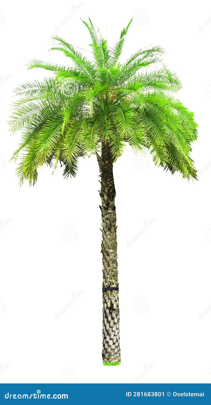 Palm Tree on a White Background, Isolated Stock Image - Image of exotic ...