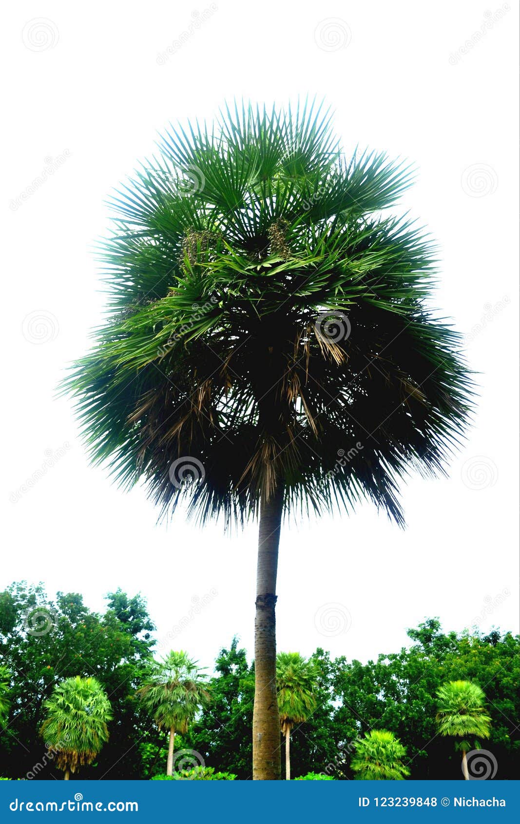 Palm Tree on White Background Stock Photo - Image of nice, garden ...
