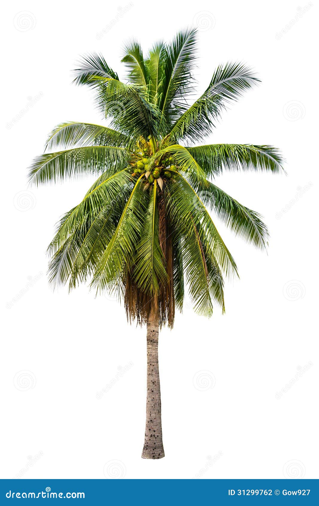 Palm Tree in White Isolated Background Stock Photo - Image of growing ...