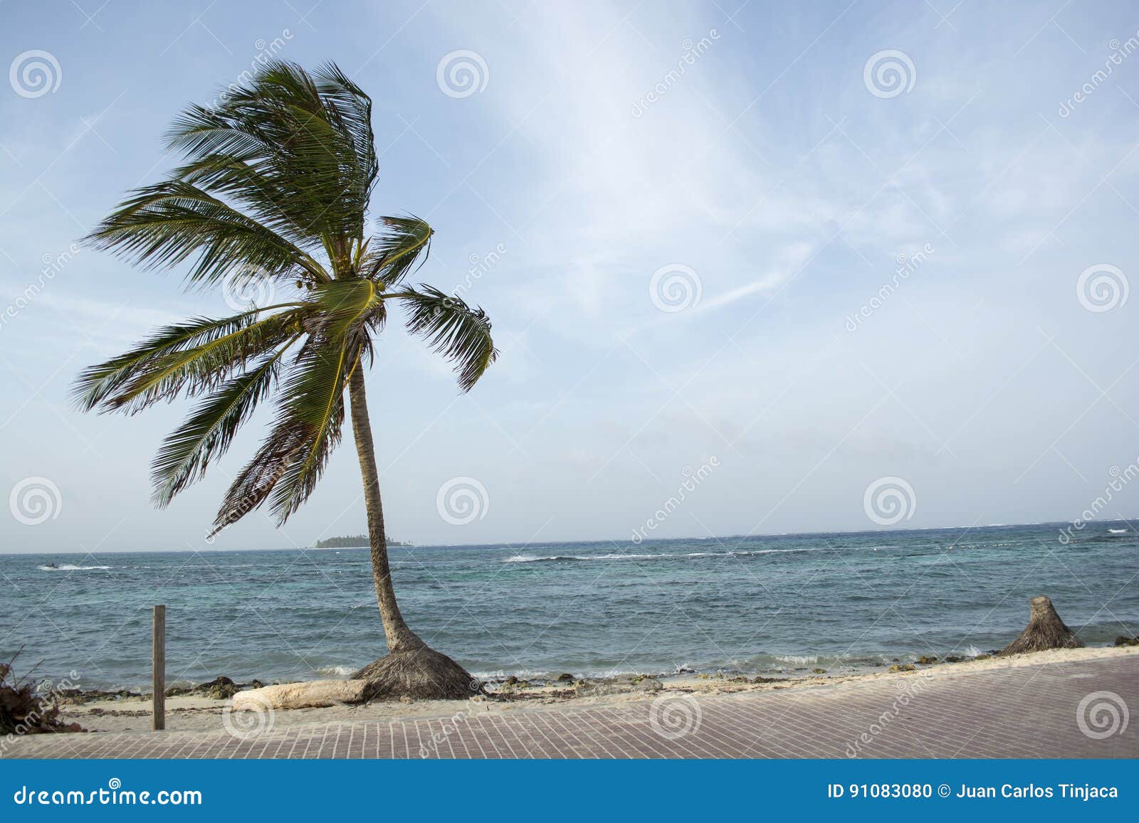 Palm Tree on White Sand Beach. Stock Photo - Image of landscape ...