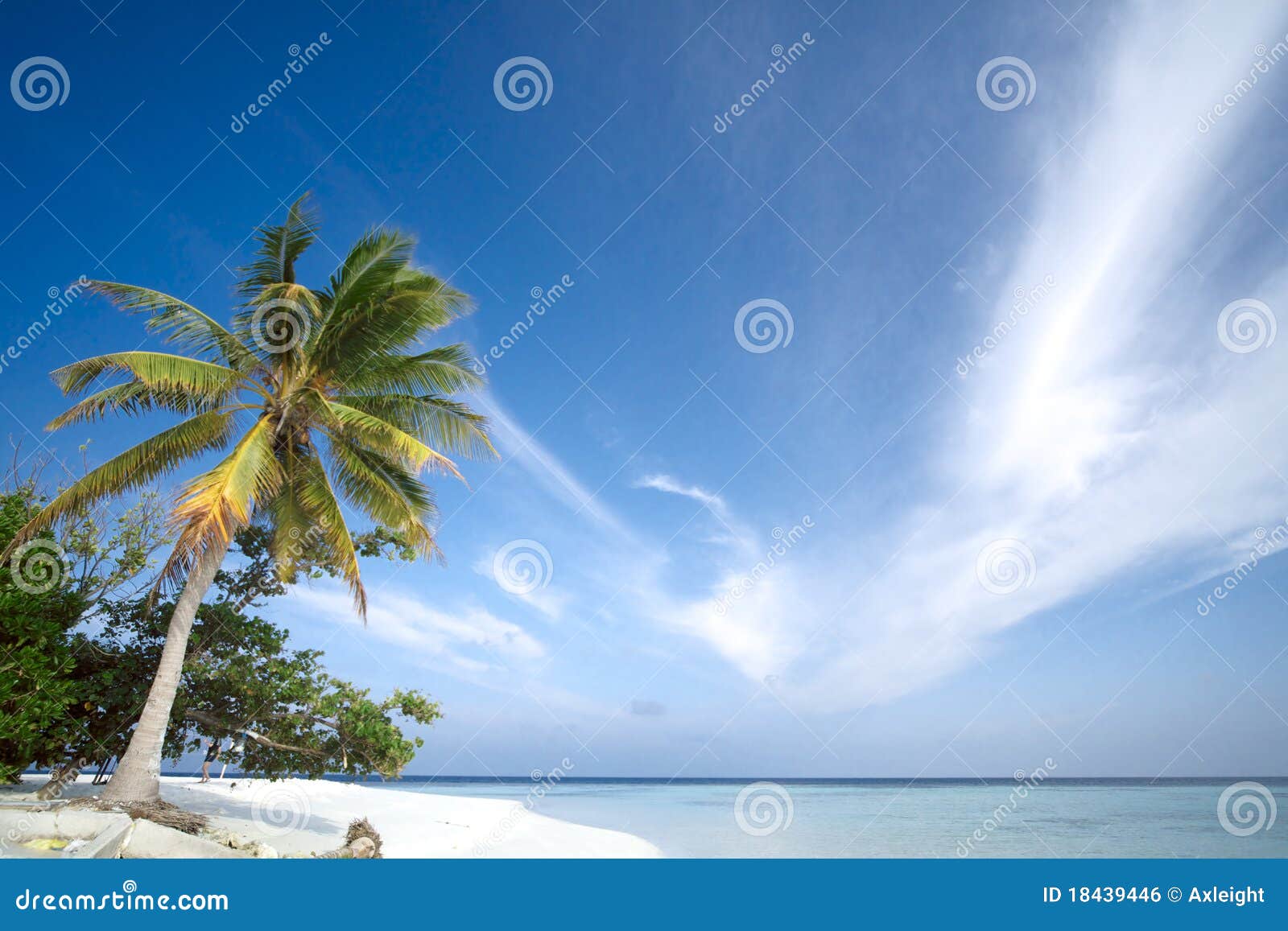 Palm Tree, White Sand Beach, Ocean and Blue Sky Stock Photo - Image of ...