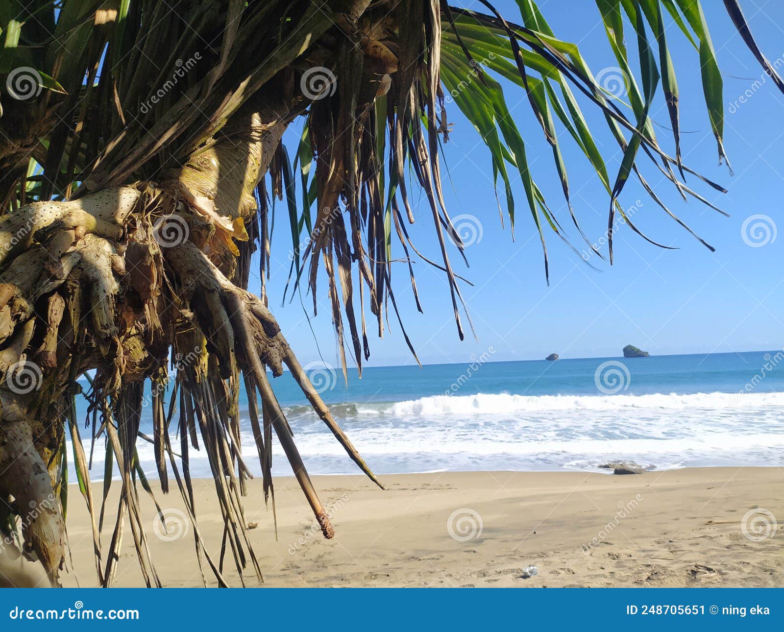 Palm Tree White Sand on Beach Stock Image - Image of tree, grass: 248705651