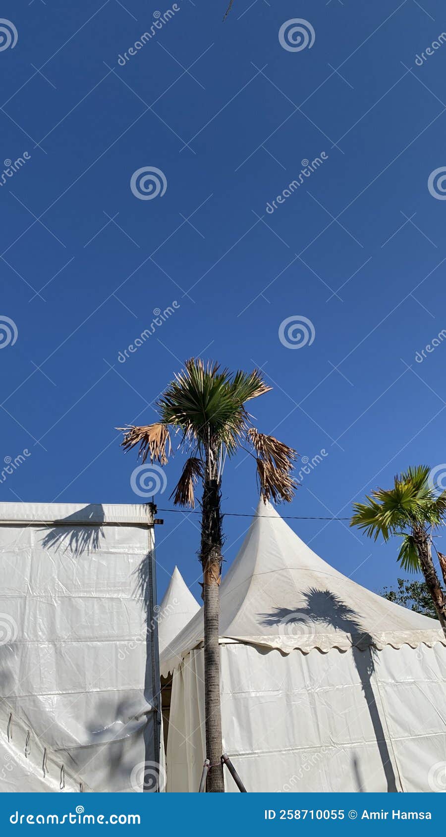 Palm stock image. Image of white, tent, blue, palm, background - 258710055
