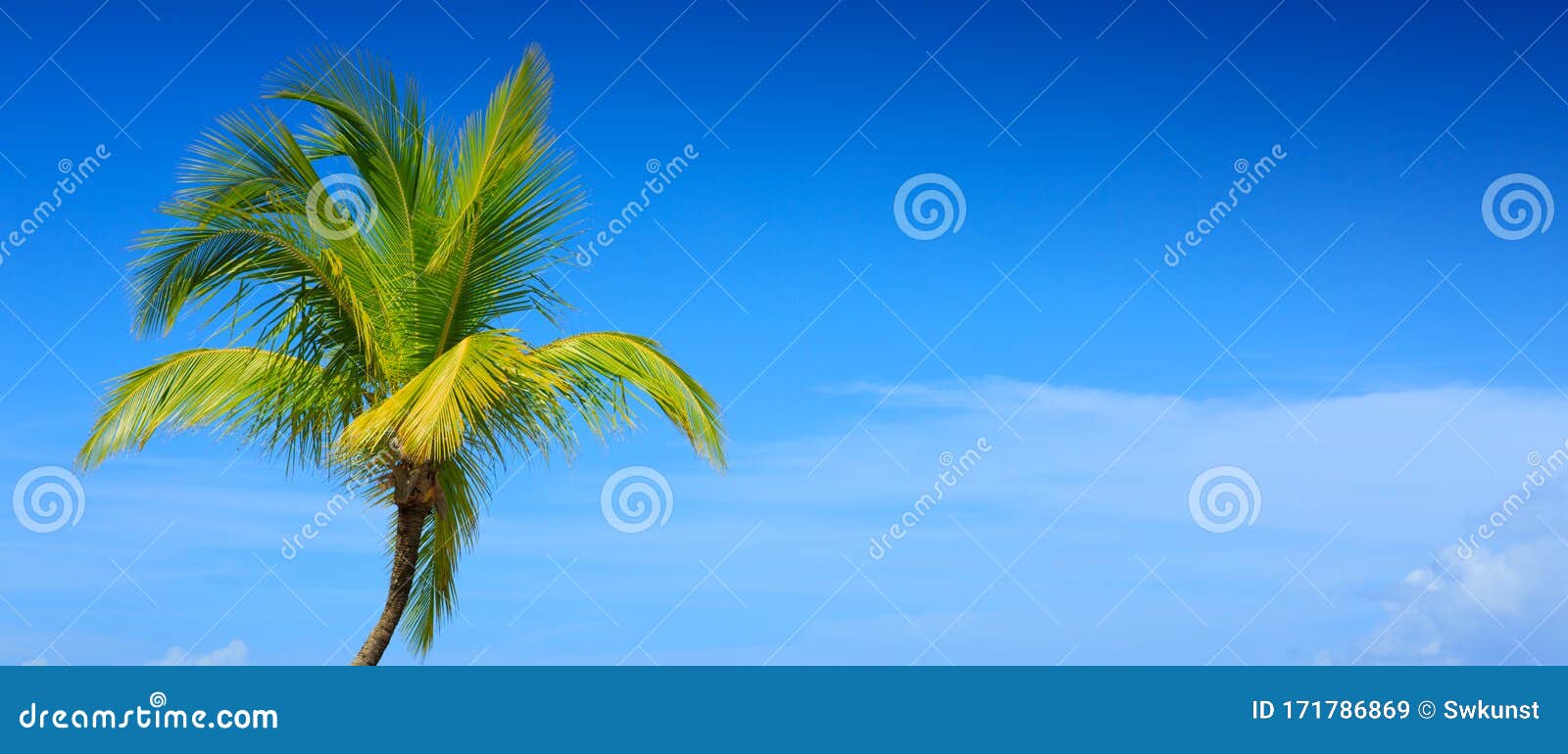 Palm Tree on White Tropical Beach. Travel Background. Stock Image ...
