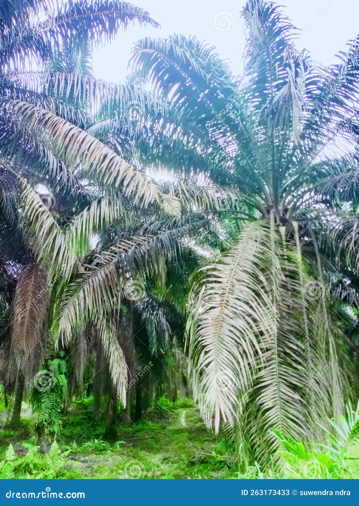 A Palm Tree Whose Leaves Reach Down To the Ground Stock Image - Image ...