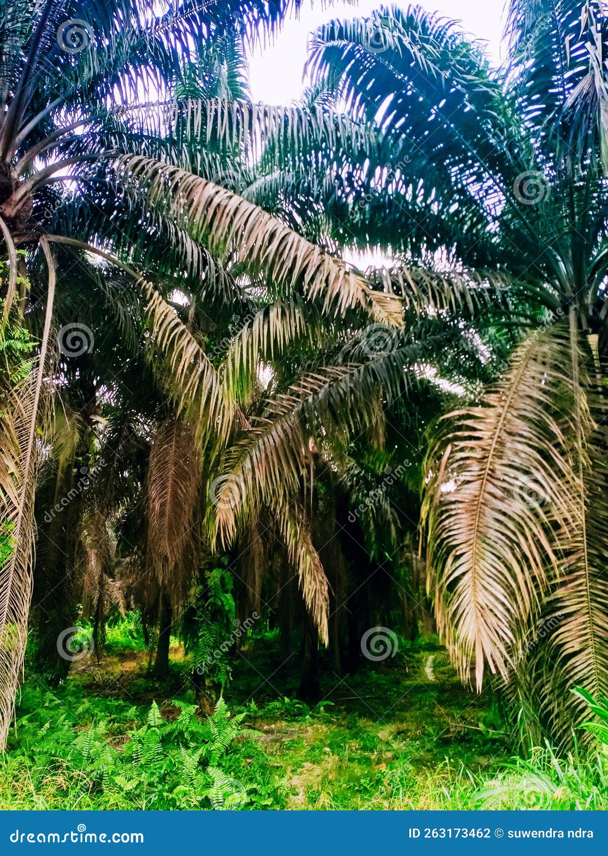 A Palm Tree Whose Leaves Reach Down To the Ground Stock Photo - Image ...