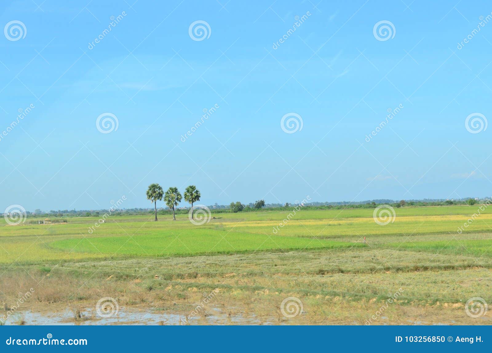 Palm tree on wide field. stock photo. Image of palm - 103256850