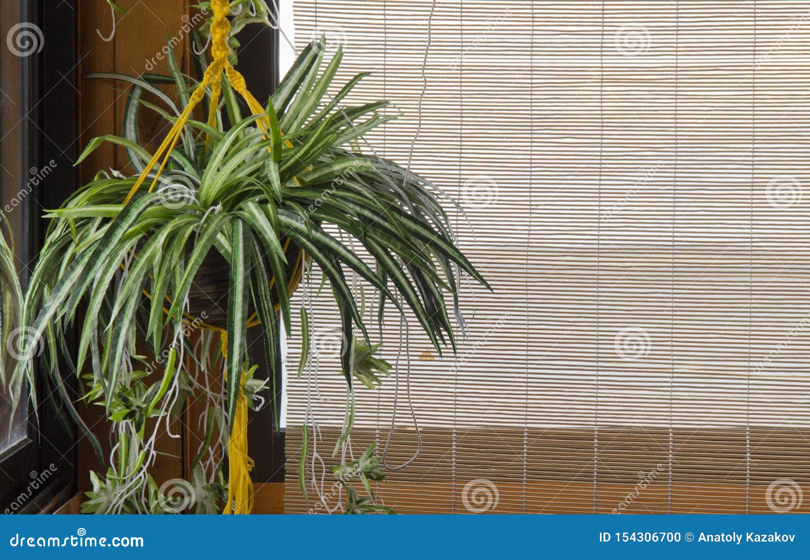 Palm Tree By The Window With Blinds Stock Photo - Image of coverings ...