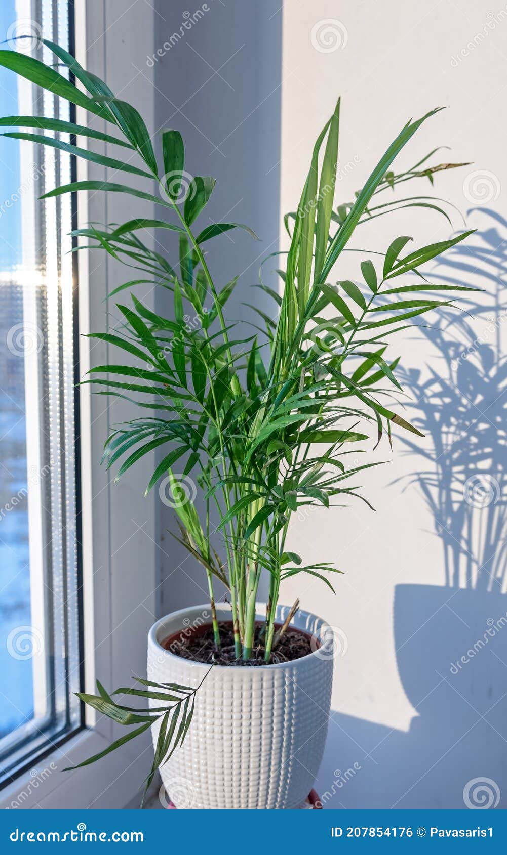 Palm Tree on the Window Sill. the Shadow of the Palm Tree is Reflected ...