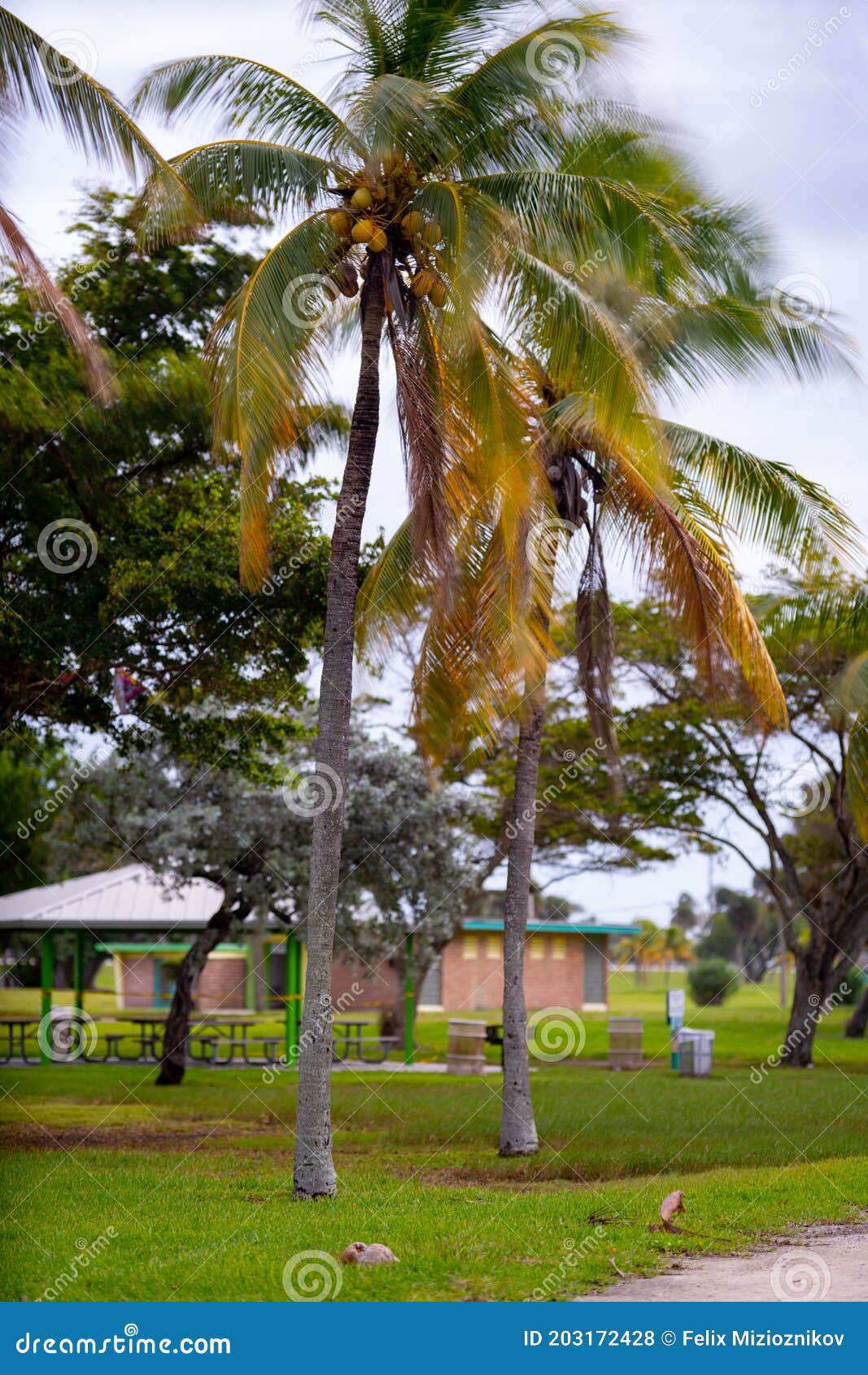 Palm Tree Winds Long Exposure Motion Blur Stock Photo - Image of ...