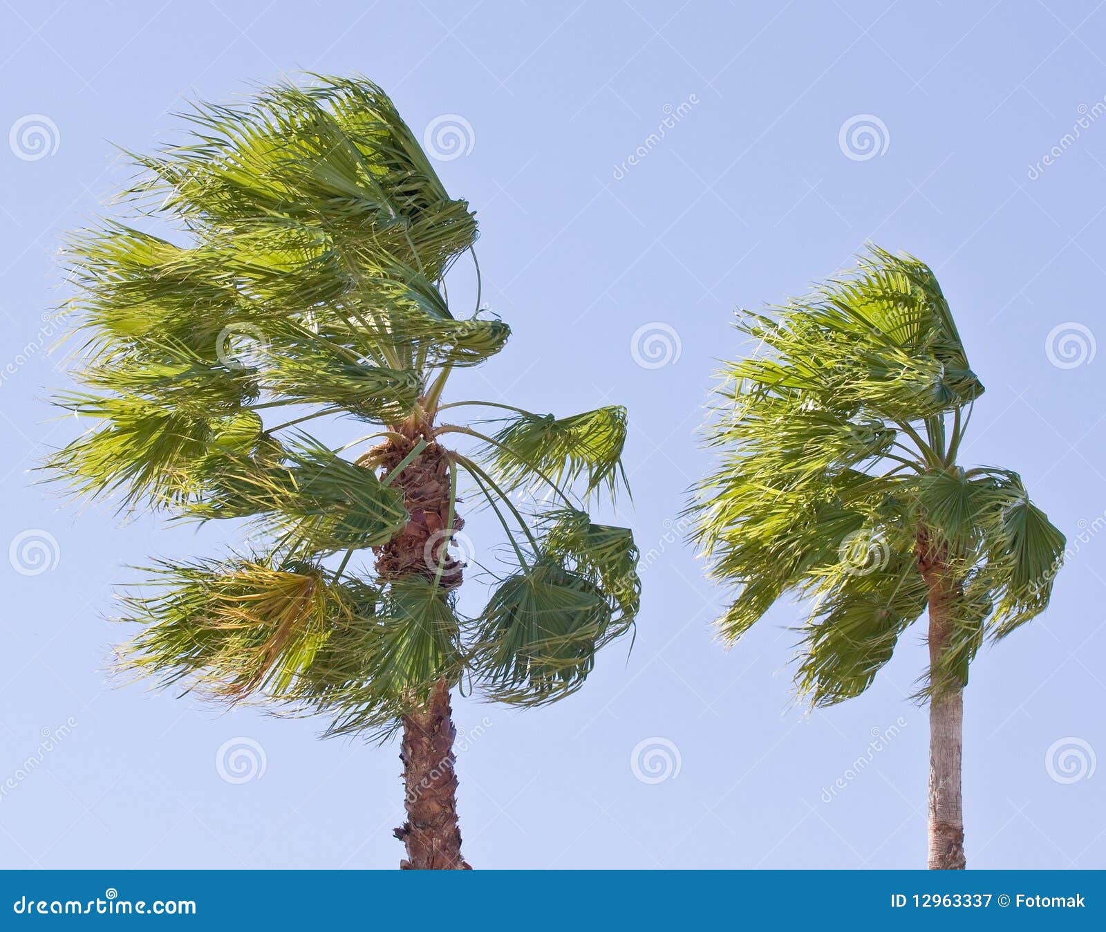 Palm Tree on a Windy Sunny Day Stock Image - Image of single, exotic ...
