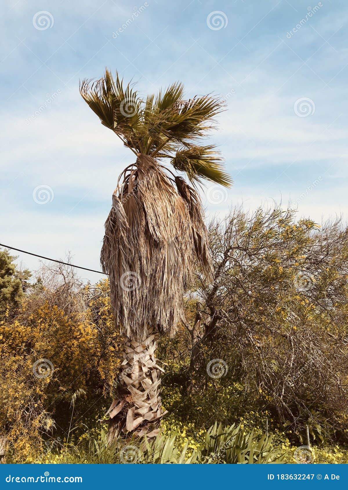The Palm Tree on a Windy Weather Stock Image - Image of windy, garden ...
