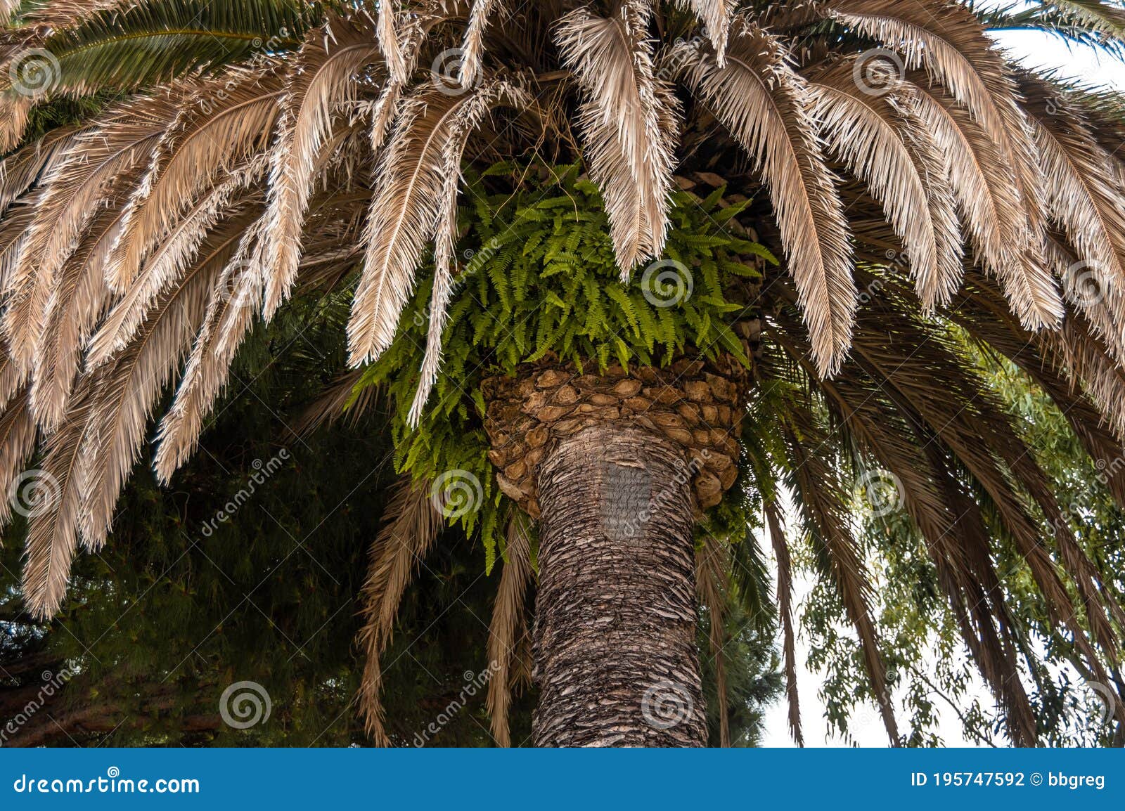 Palm Tree with Withered Leaves. Natural Beauty. Stock Photo - Image of ...