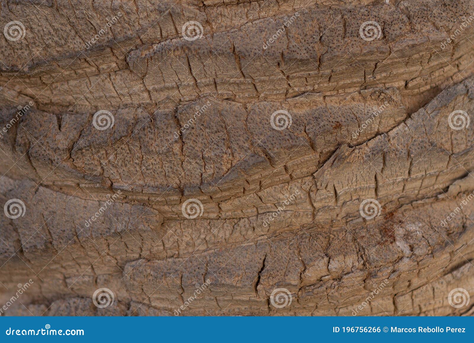 Palm Tree Wood stock photo. Image of textured, wooden - 196756266
