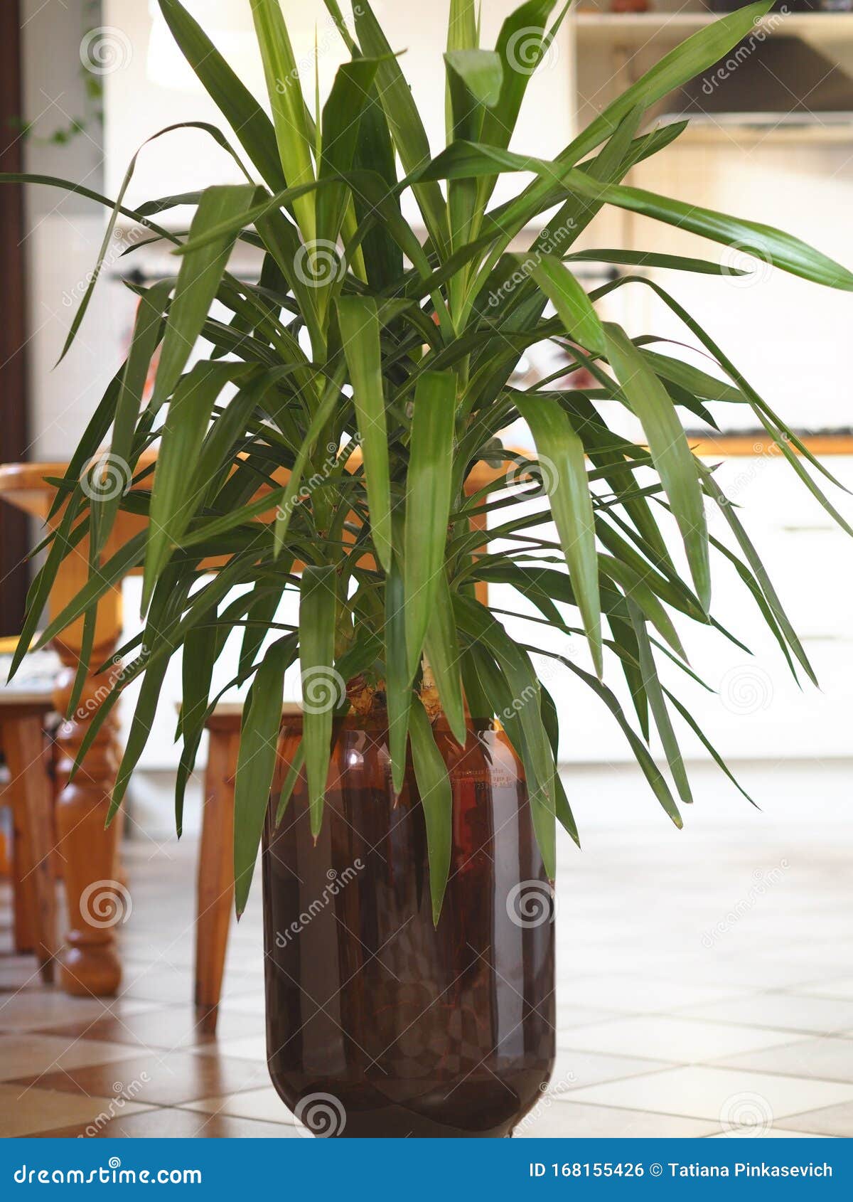Palm Yucca growing at home stock photo. Image of eternally - 168155426
