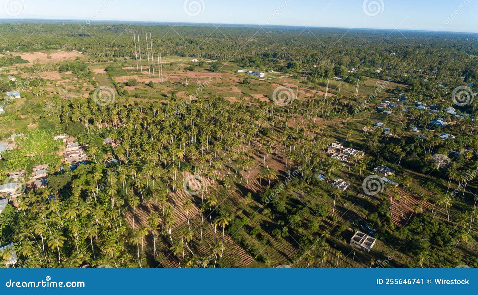 Palm tree, Zanzibar stock image. Image of city, zanzibar - 255646741