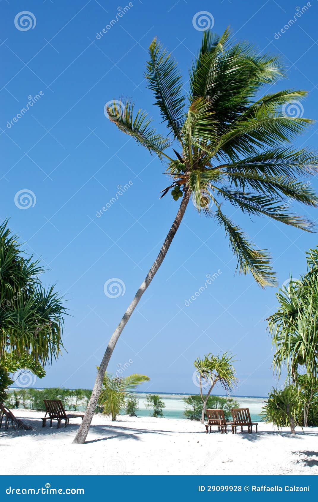 Palm tree in Zanzibar stock photo. Image of nature, blue - 29099928