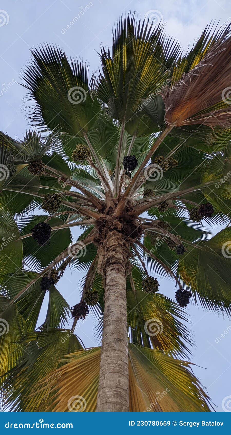 Palm Tree Zanzibar Tropical Coconut Stock Image - Image of palm ...