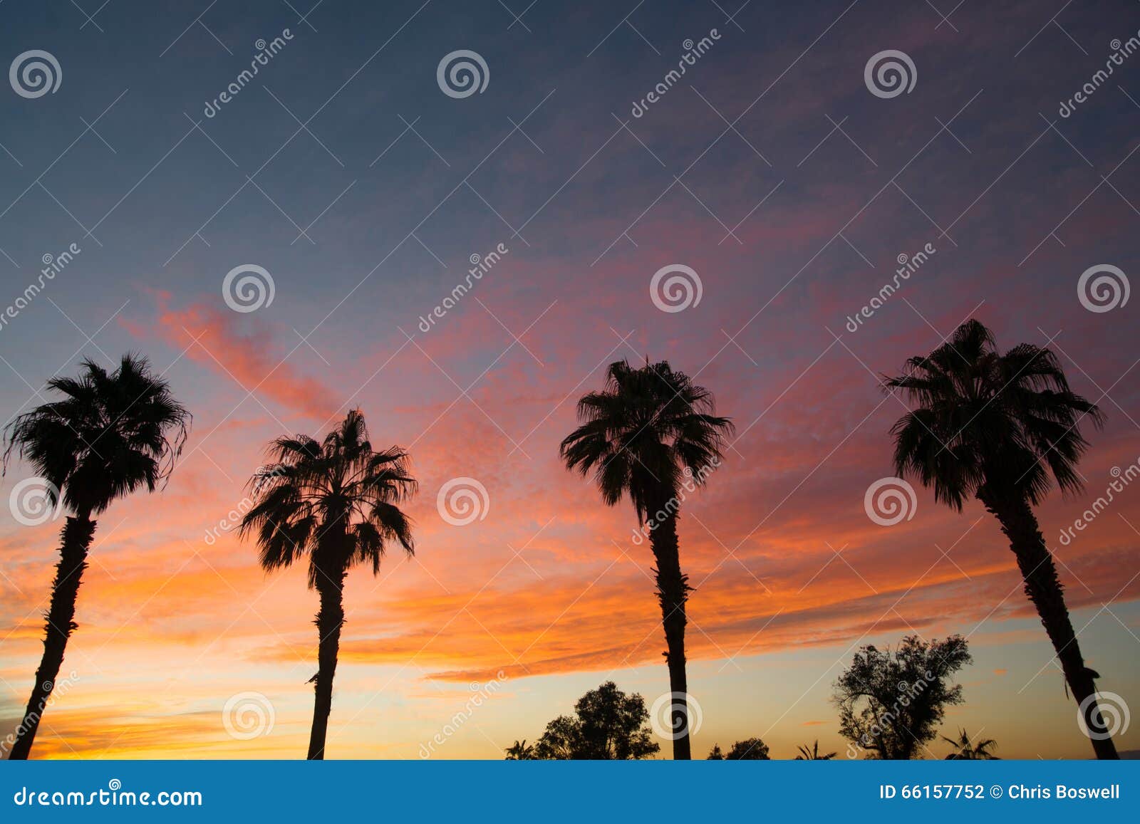 Palm Treee Bark Teeth Royalty-Free Stock Photo | CartoonDealer.com ...