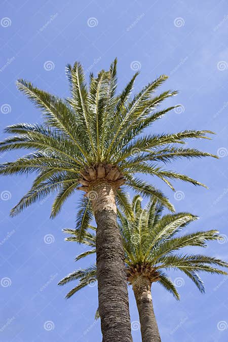 Palm trees stock photo. Image of french, palm, france - 1179906