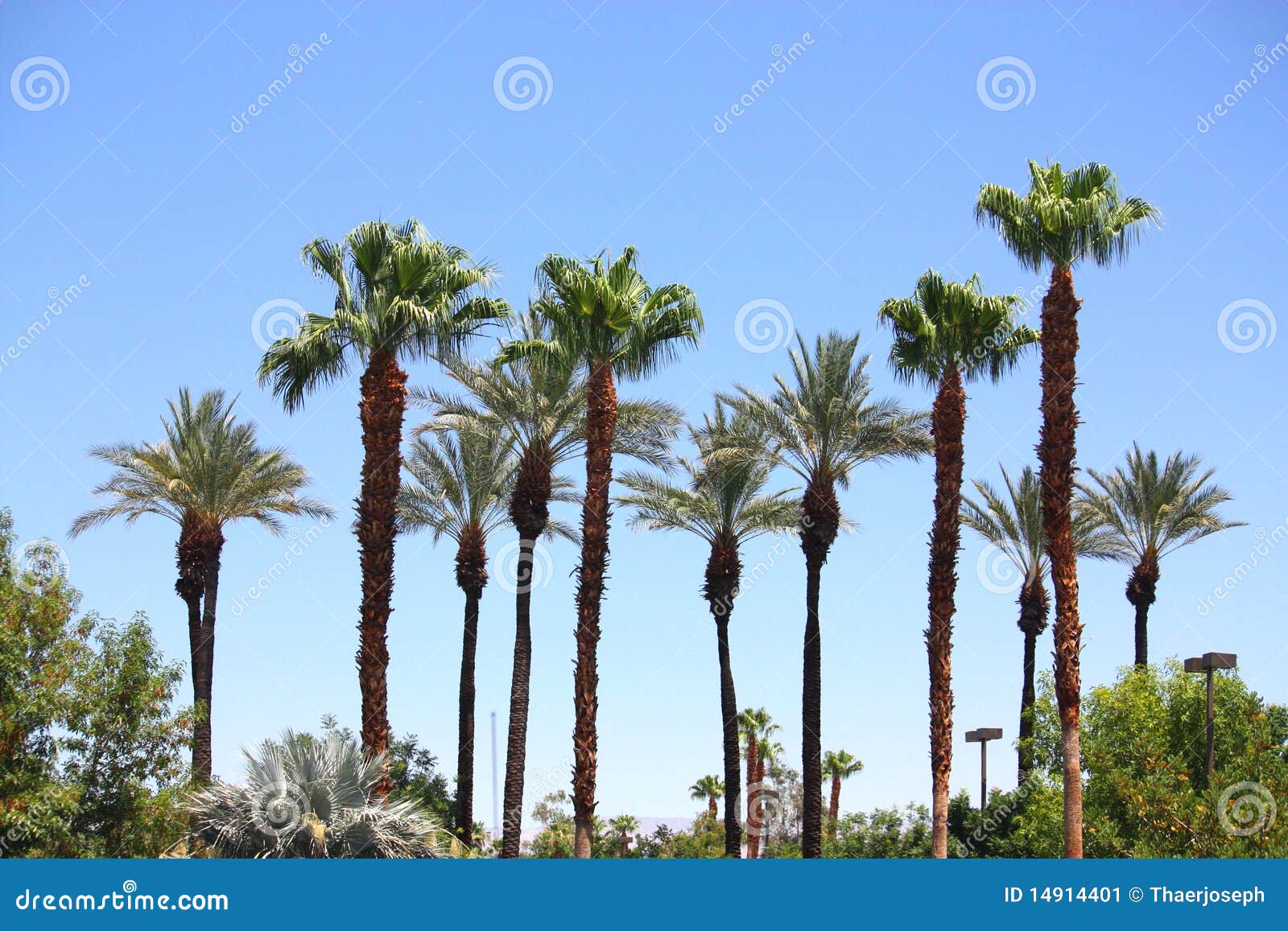 Palm Trees stock image. Image of branches, gardening - 14914401