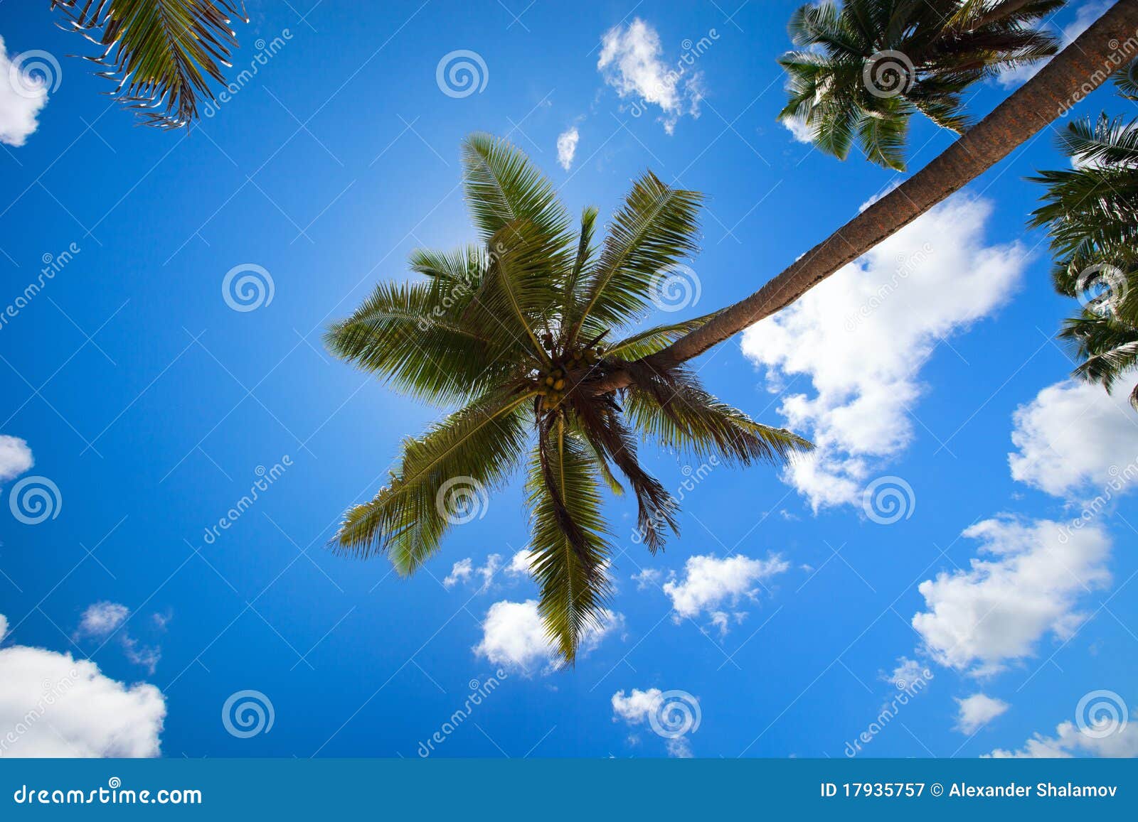 Palm trees stock image. Image of paradise, garden, scenery - 17935757