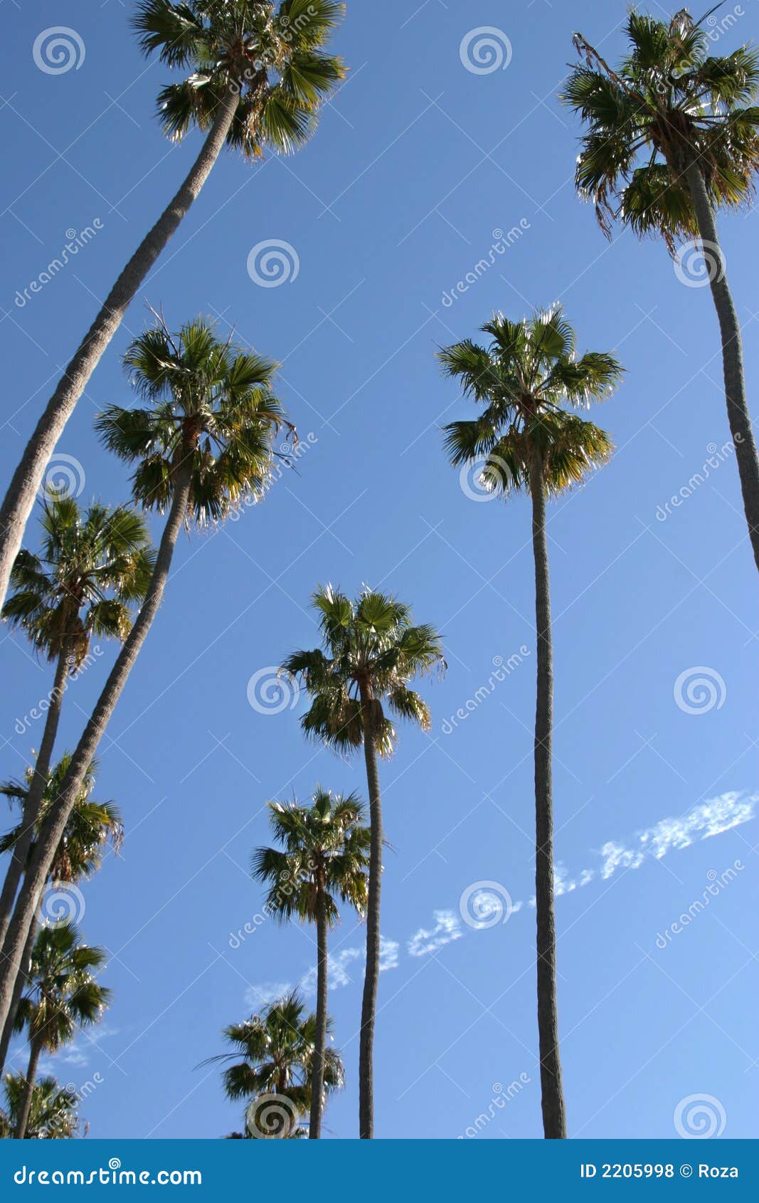 Palm trees stock photo. Image of travel, scene, tropical - 2205998