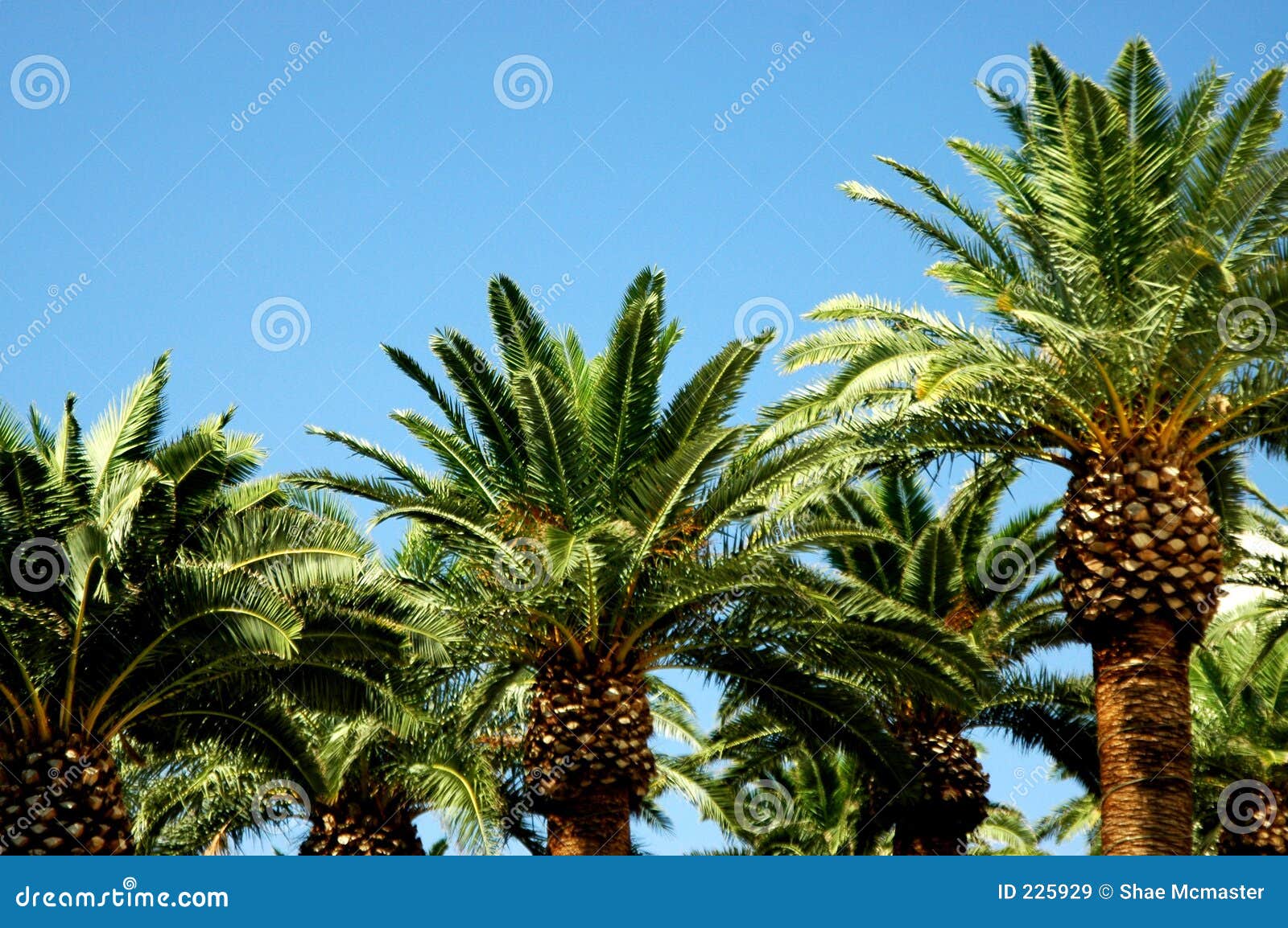 Palm Trees stock image. Image of space, palm, vegetation - 225929