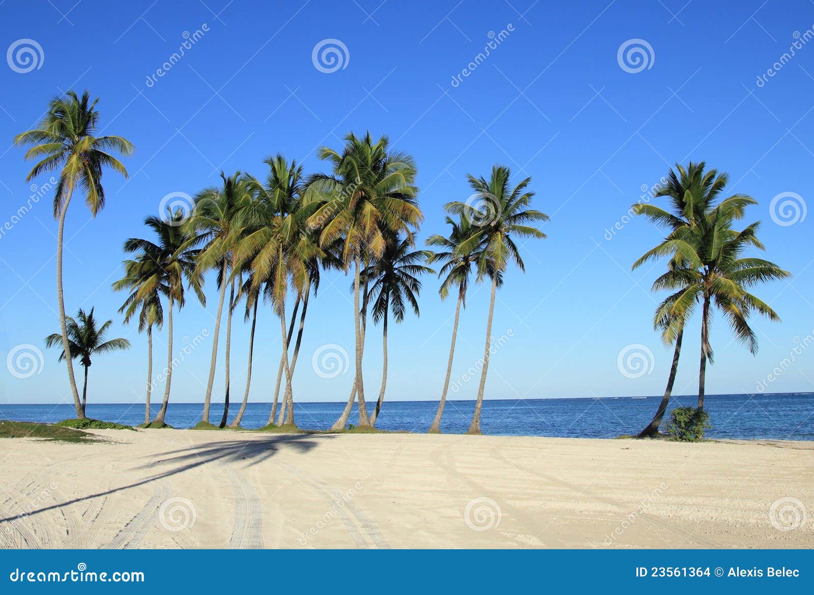 Palm trees stock photo. Image of coast, palm, beach, tree - 23561364