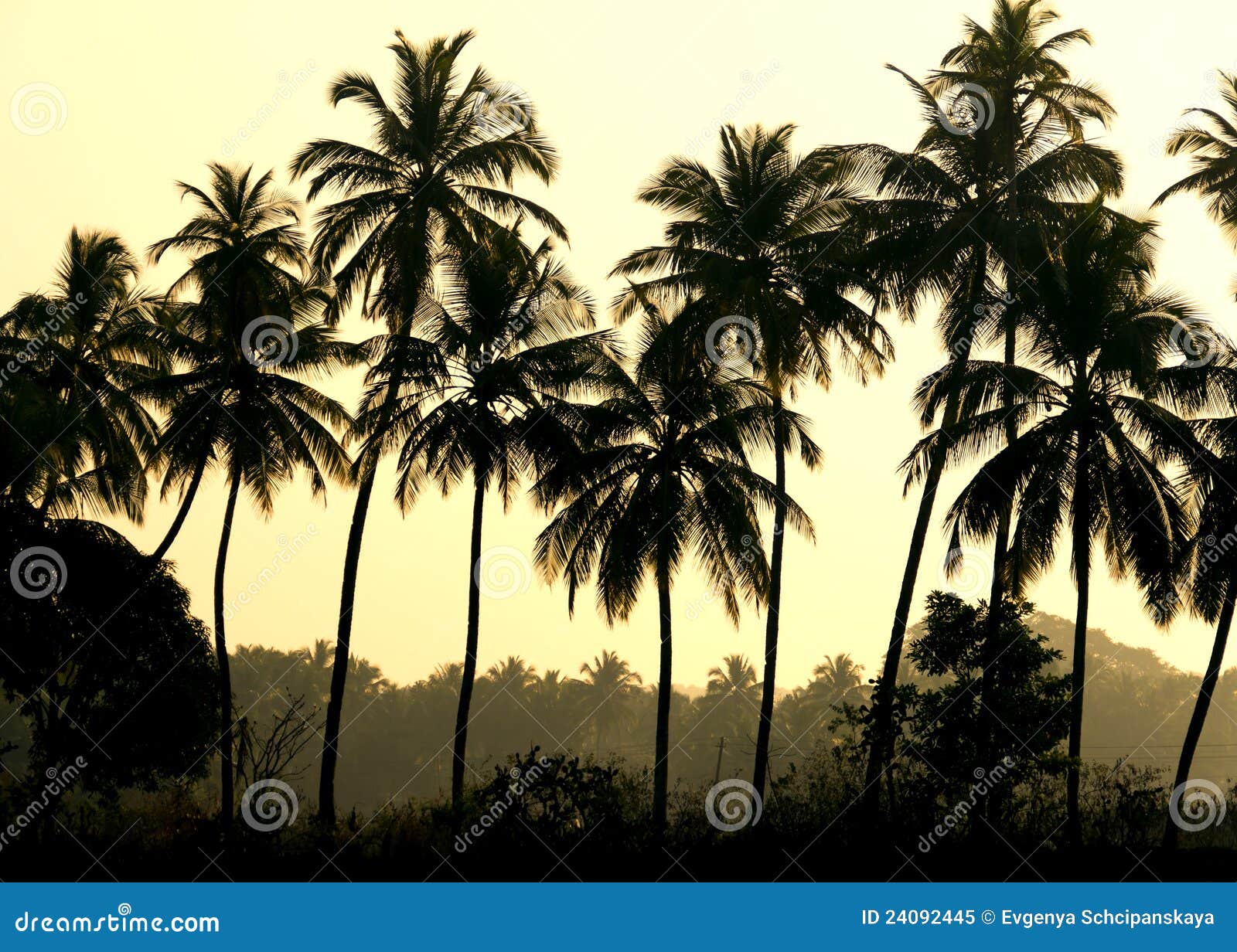 Palm trees stock image. Image of tourism, travel, exotic - 24092445