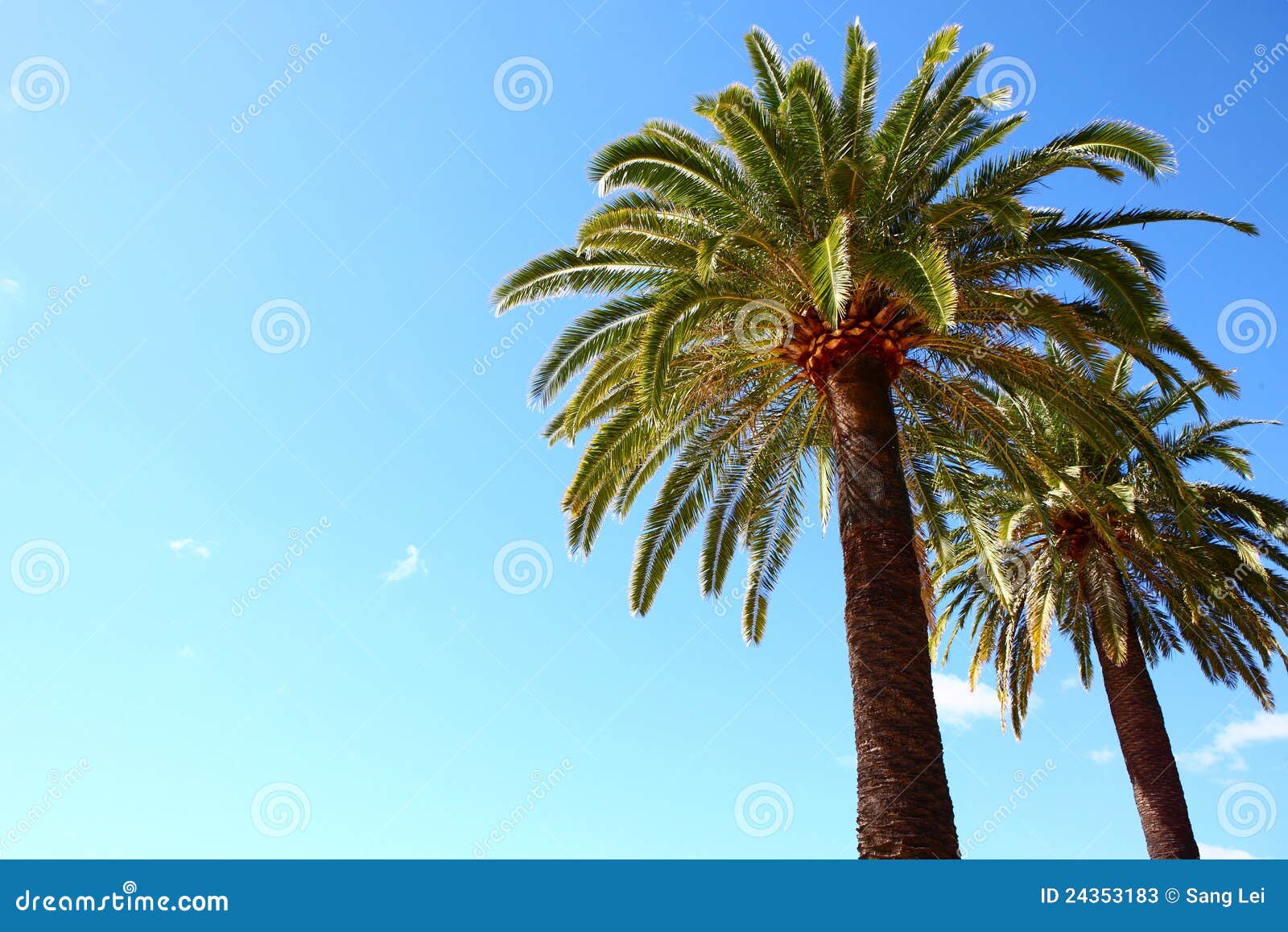 Palm Trees, Cell Tower And Huge Fuel Tanks On A Maldivian Island In The ...