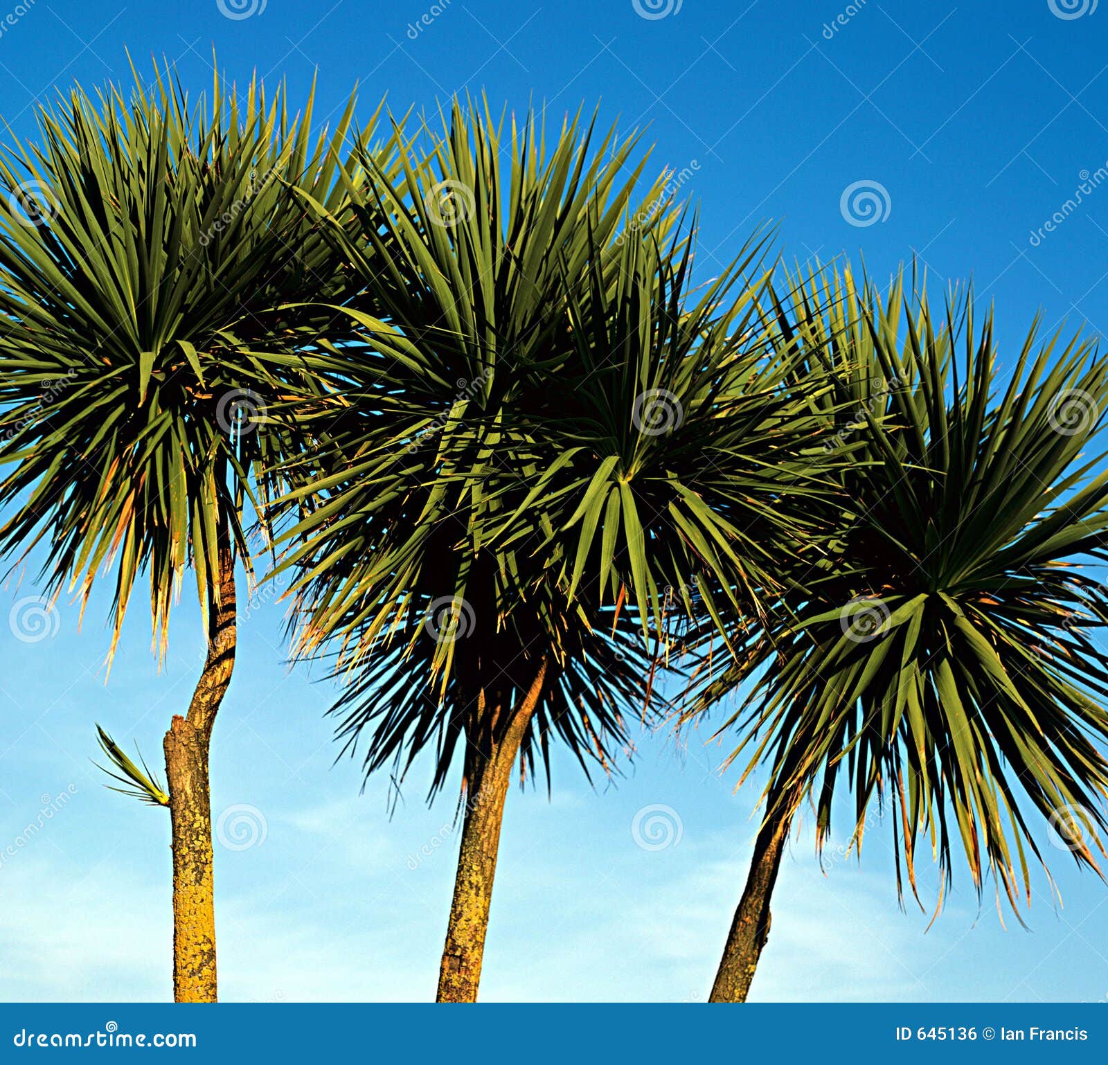 Palm Trees. stock photo. Image of forest, tourist, trees - 645136