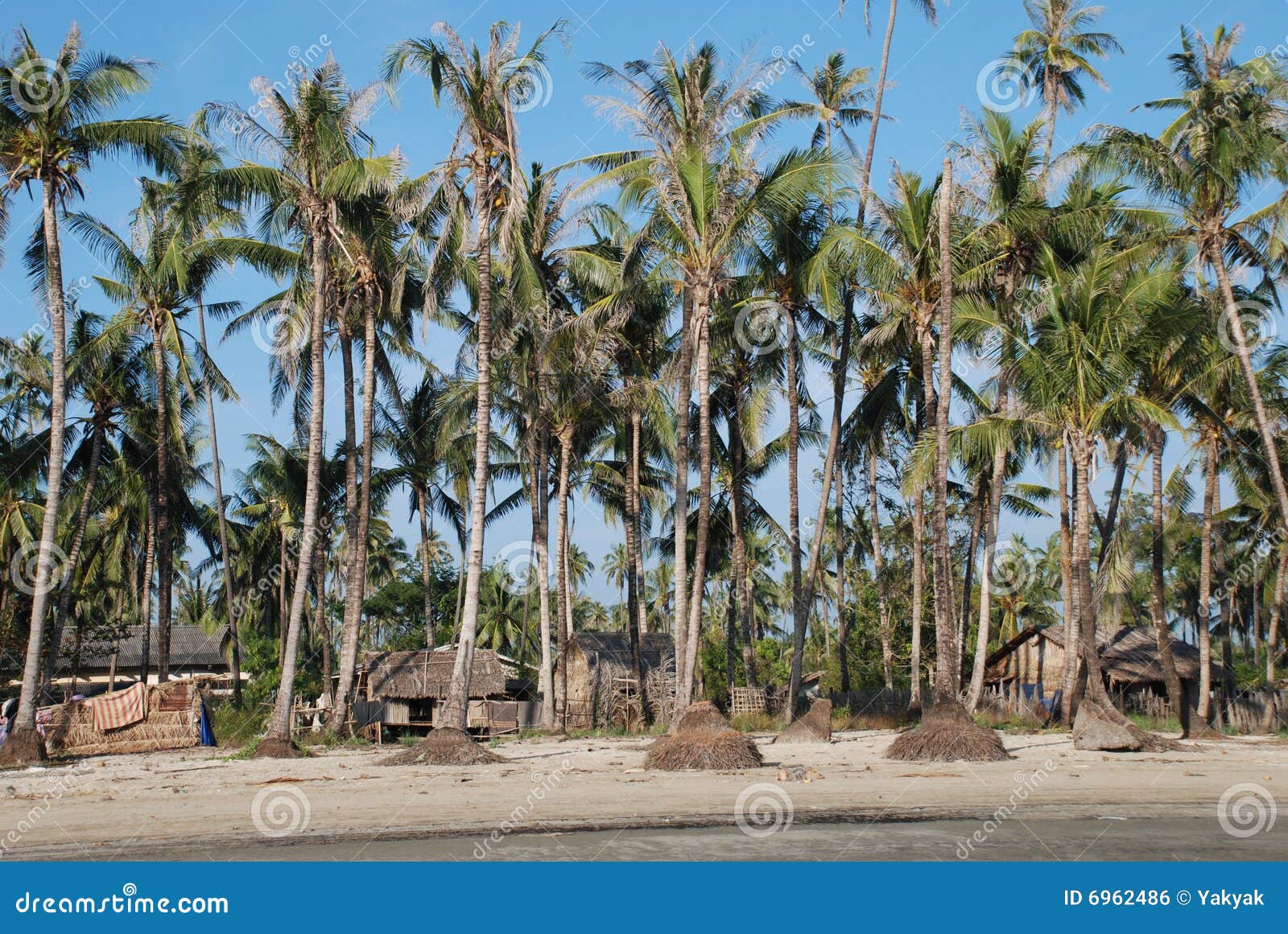 Palm trees stock photo. Image of beach, village, myanmar - 6962486