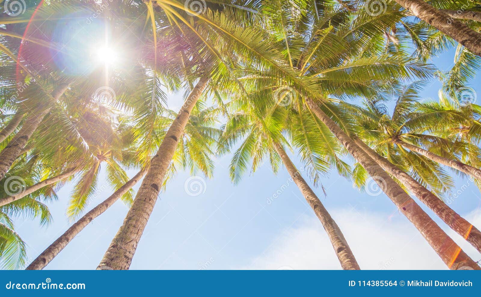Palm Trees Against the Background of a Light Blue Sky in Clear Weather ...