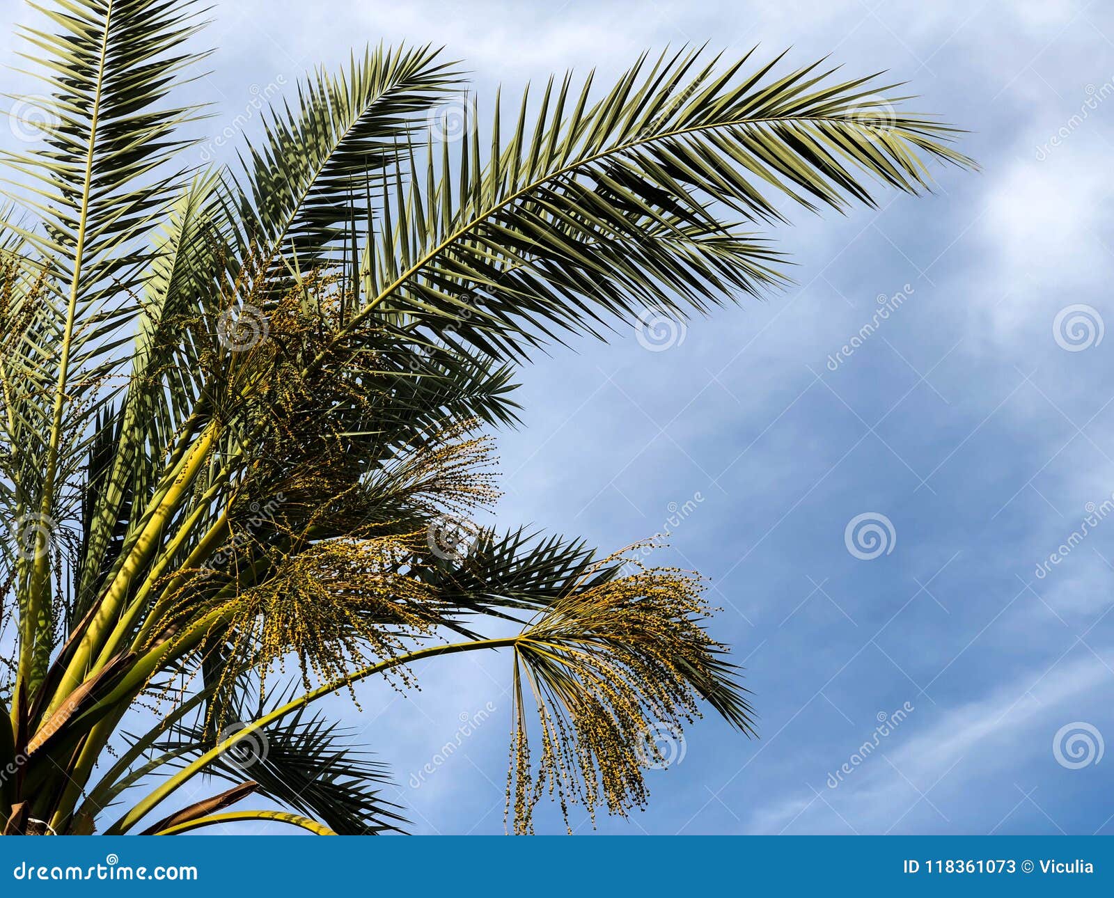 Palm Trees Against Blue Sky, Palm Trees on Tropical Coast Coconut Tree ... Palm Trees Against Blue Sky, Palm Trees on Tropical Coast Coconut Tree ...