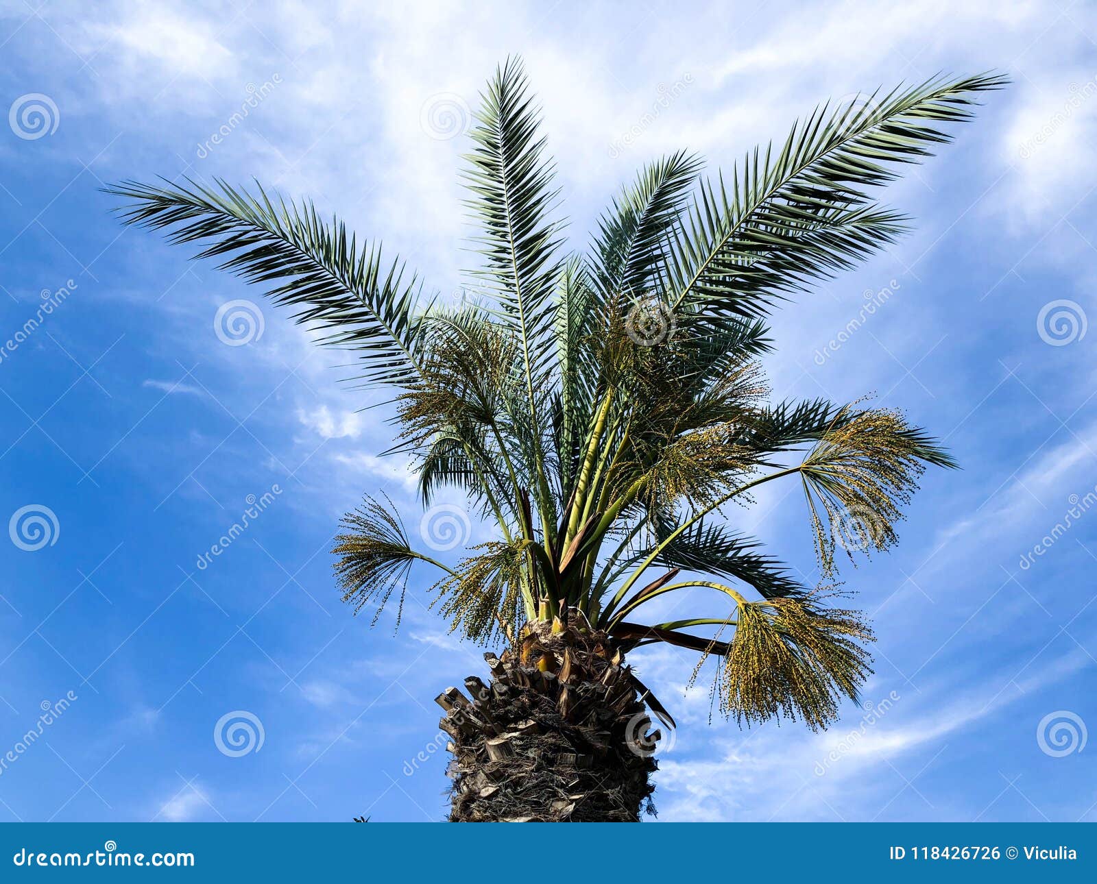 Palm Trees Against Blue Sky, Palm Trees on Tropical Coast Coconut Tree ... Palm Trees Against Blue Sky, Palm Trees on Tropical Coast Coconut Tree ...