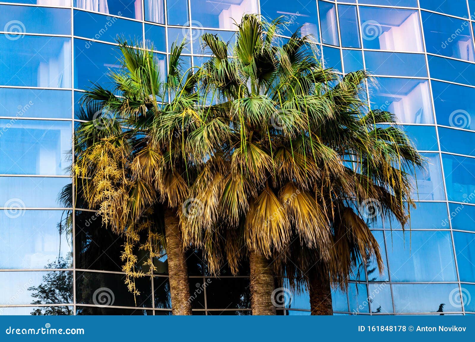 Palm Trees Against the Blue Windows of a Large Office Building Stock ...