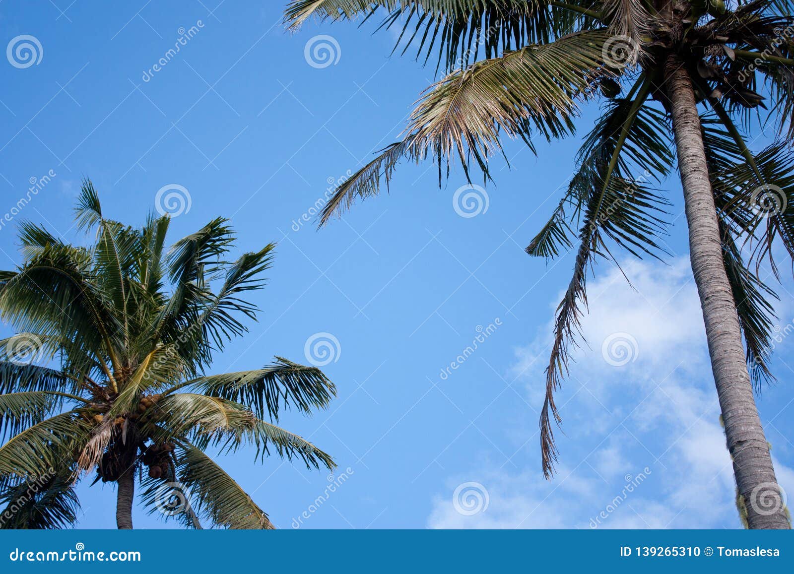 Palm Trees Against the Sky in Tonga Stock Photo - Image of beautiful ...
