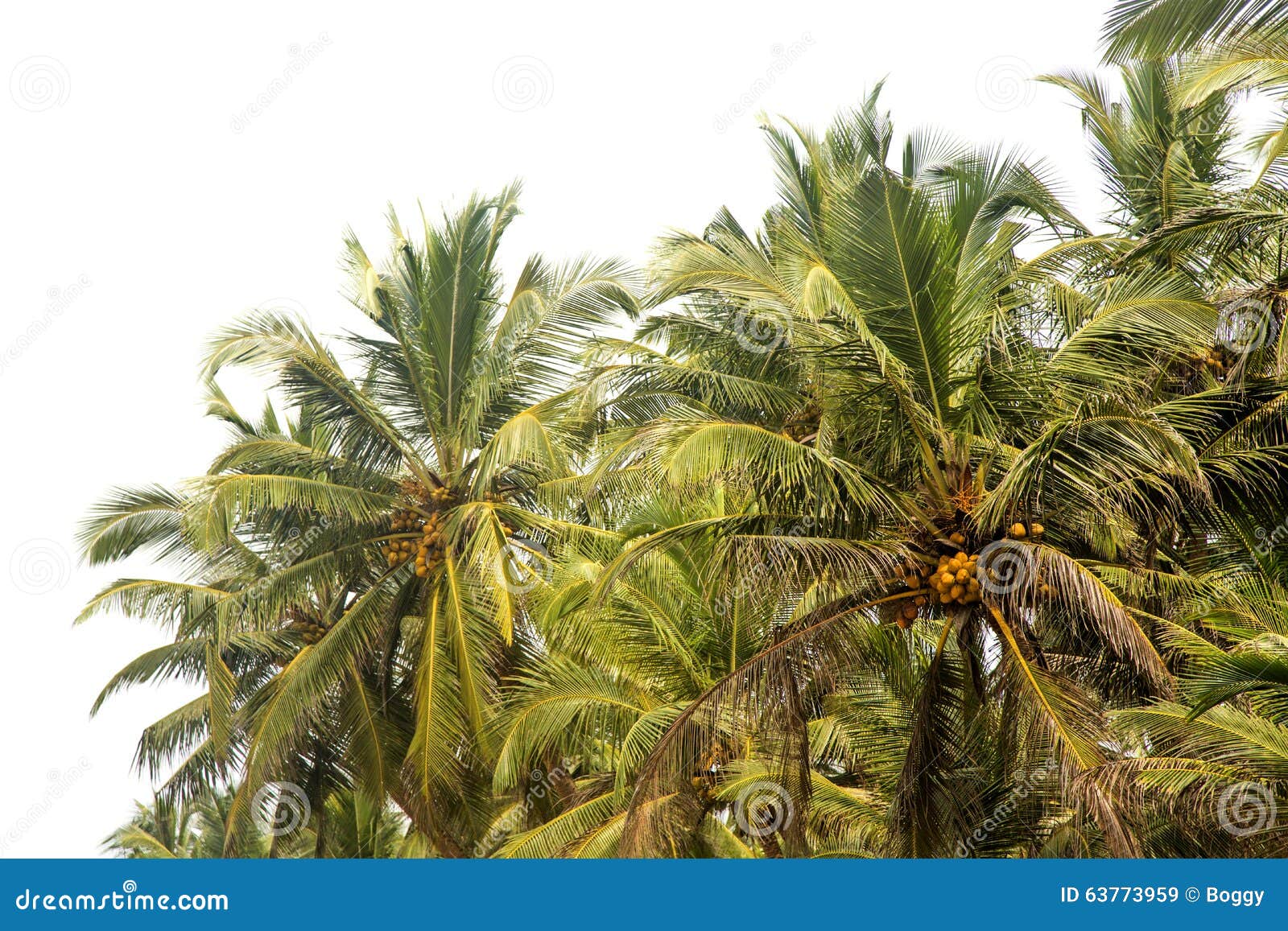 Palm trees in Agonda, Goa stock image. Image of india - 63773959