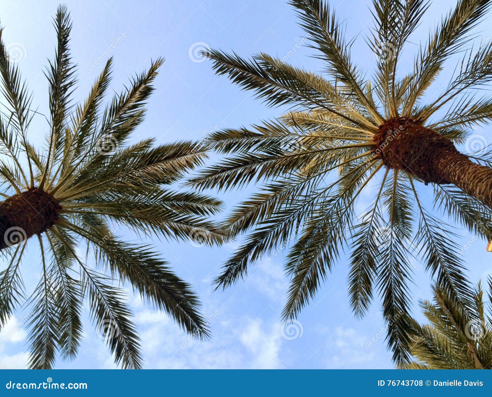 Palm Trees in the air stock photo. Image of palm, trees - 76743708